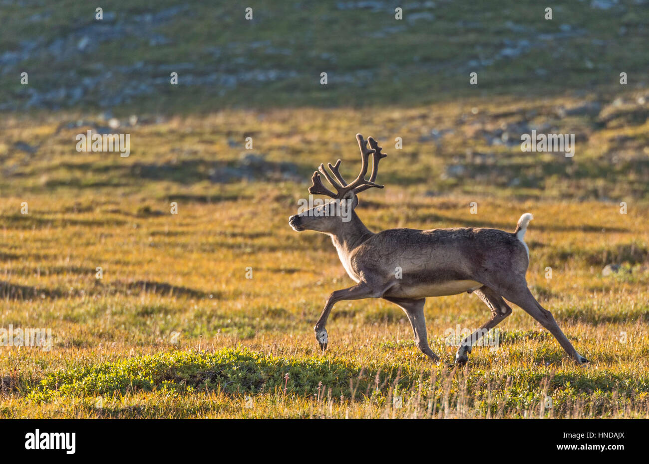 A bull caribou (Rangifer tarandus) trots through the tundra meadow in ...