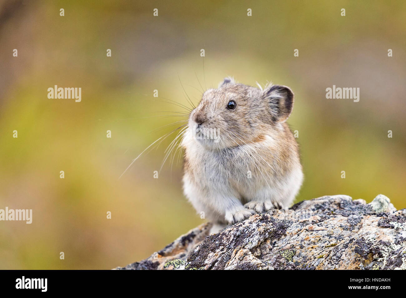 A collared pika (Ochotona collaris) sits on a lichen-covered rock on a ...