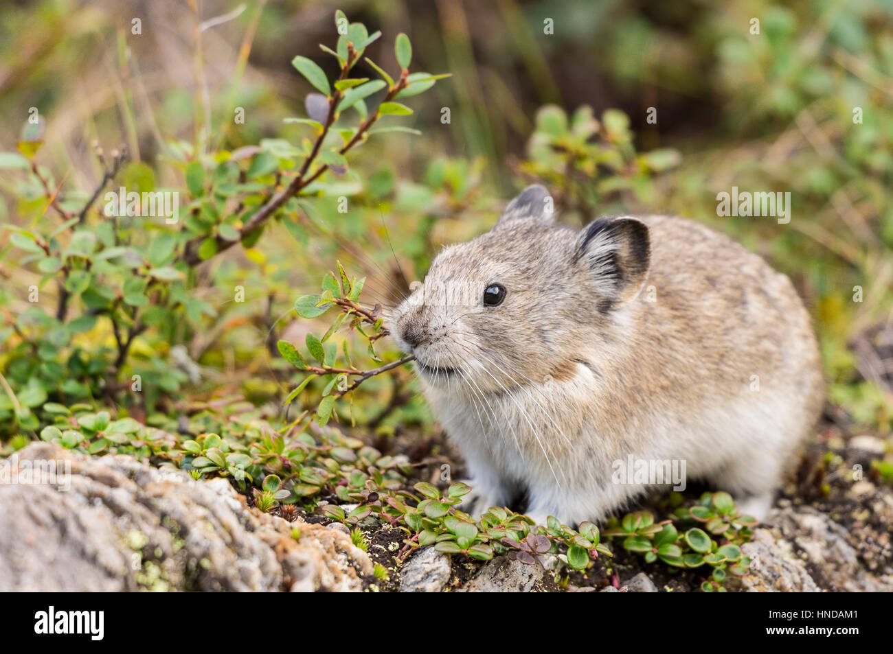 A collared pika (Ochotona collaris) holds a piece of plant in her mouth ...