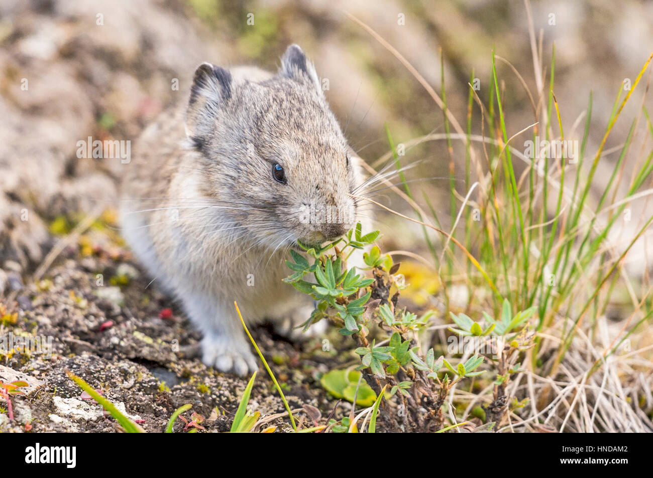 A collared pika (Ochotona collaris) works on eating a small plant in ...