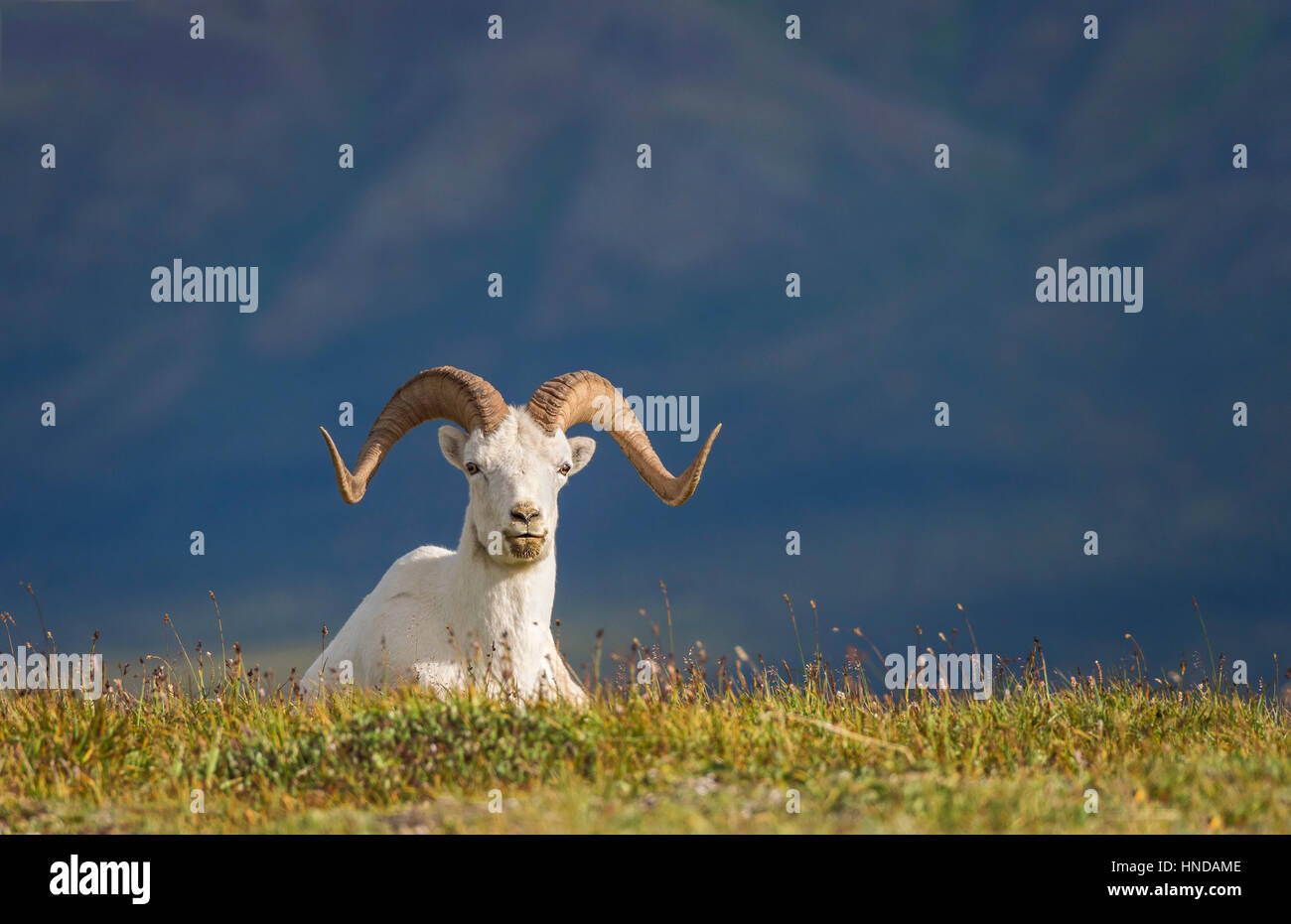 Dall sheep ram hi-res stock photography and images - Alamy