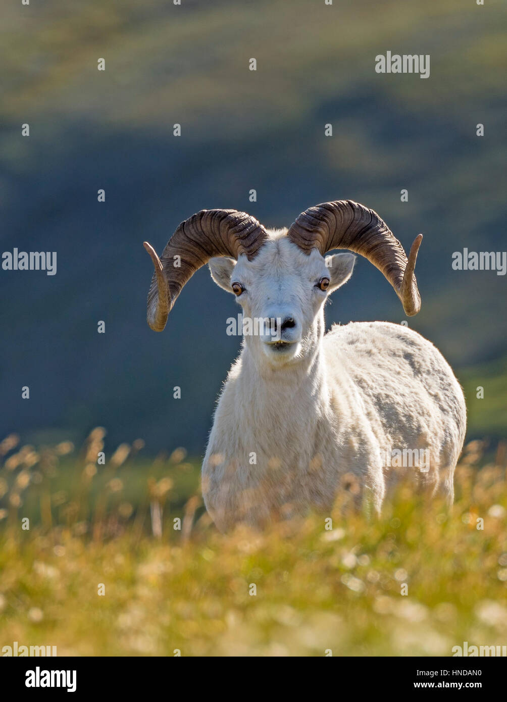 Primrose ridge denali national park hi-res stock photography and images ...