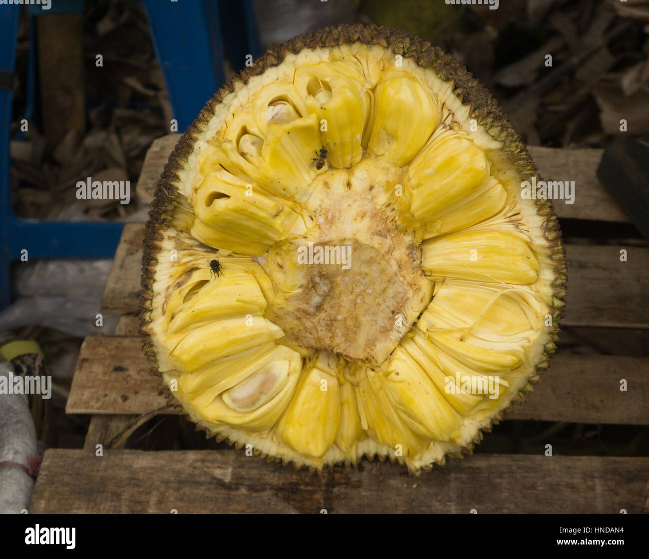 A half split of ripe jackfruit with beautiful yellow color and sweet ...