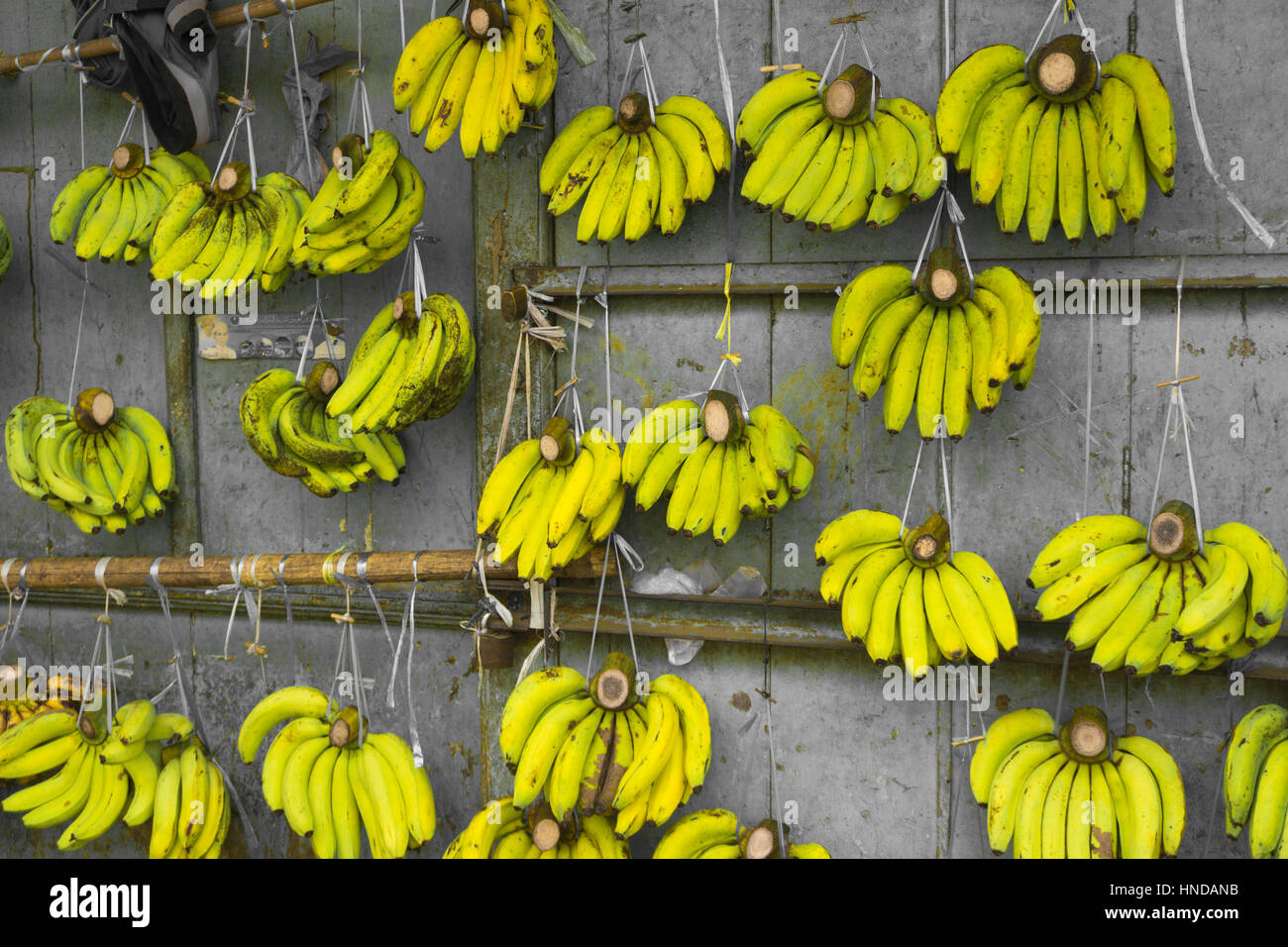 Selling Bananas by hanging on the wall with a plastic rope photo taken ...