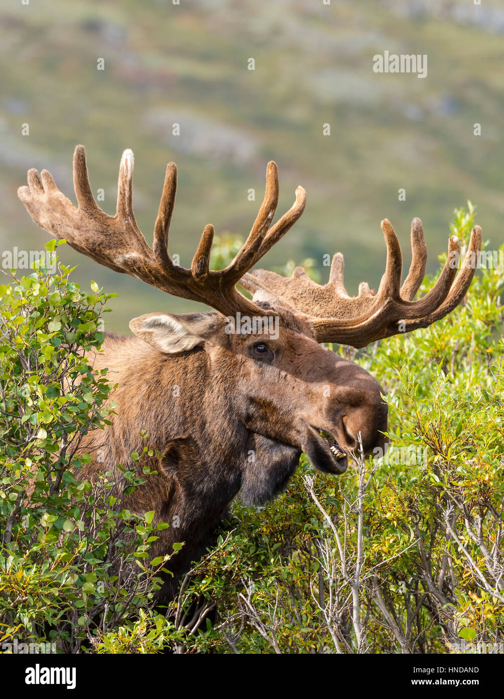 Bull moose hiding hi-res stock photography and images - Alamy