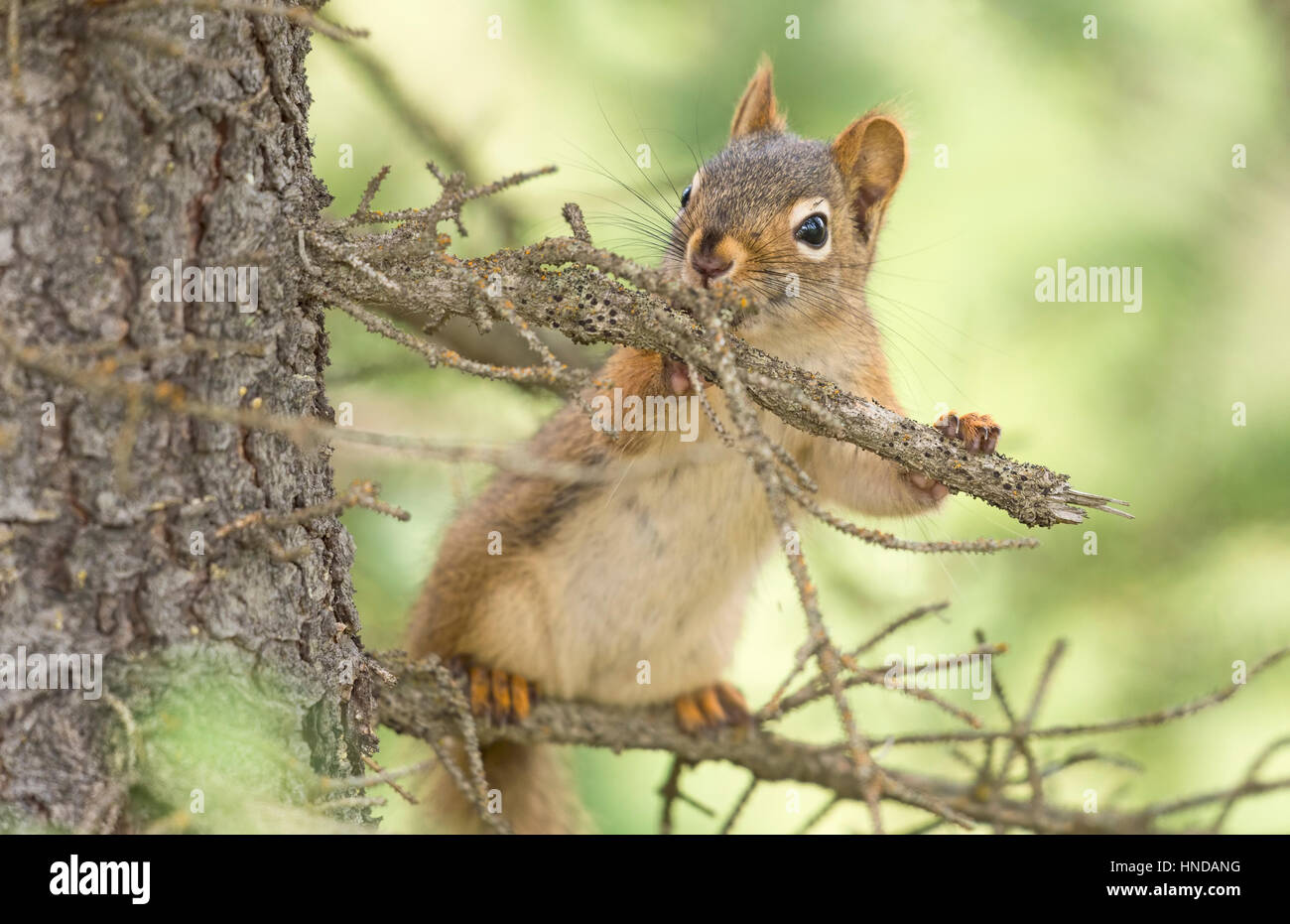 Alaska red squirrel hi-res stock photography and images - Alamy