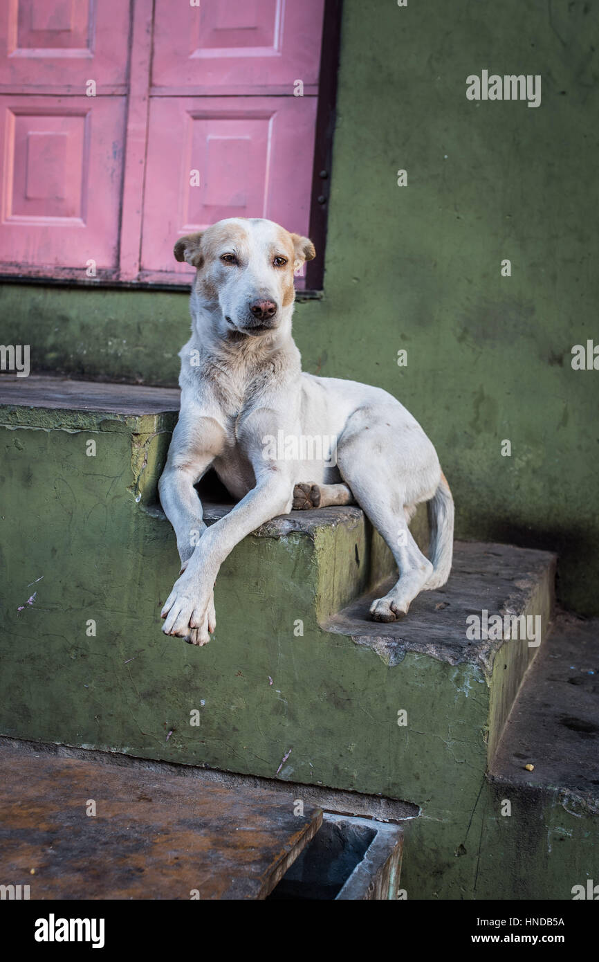 Dog sunbathing in Jaipur Stock Photo - Alamy