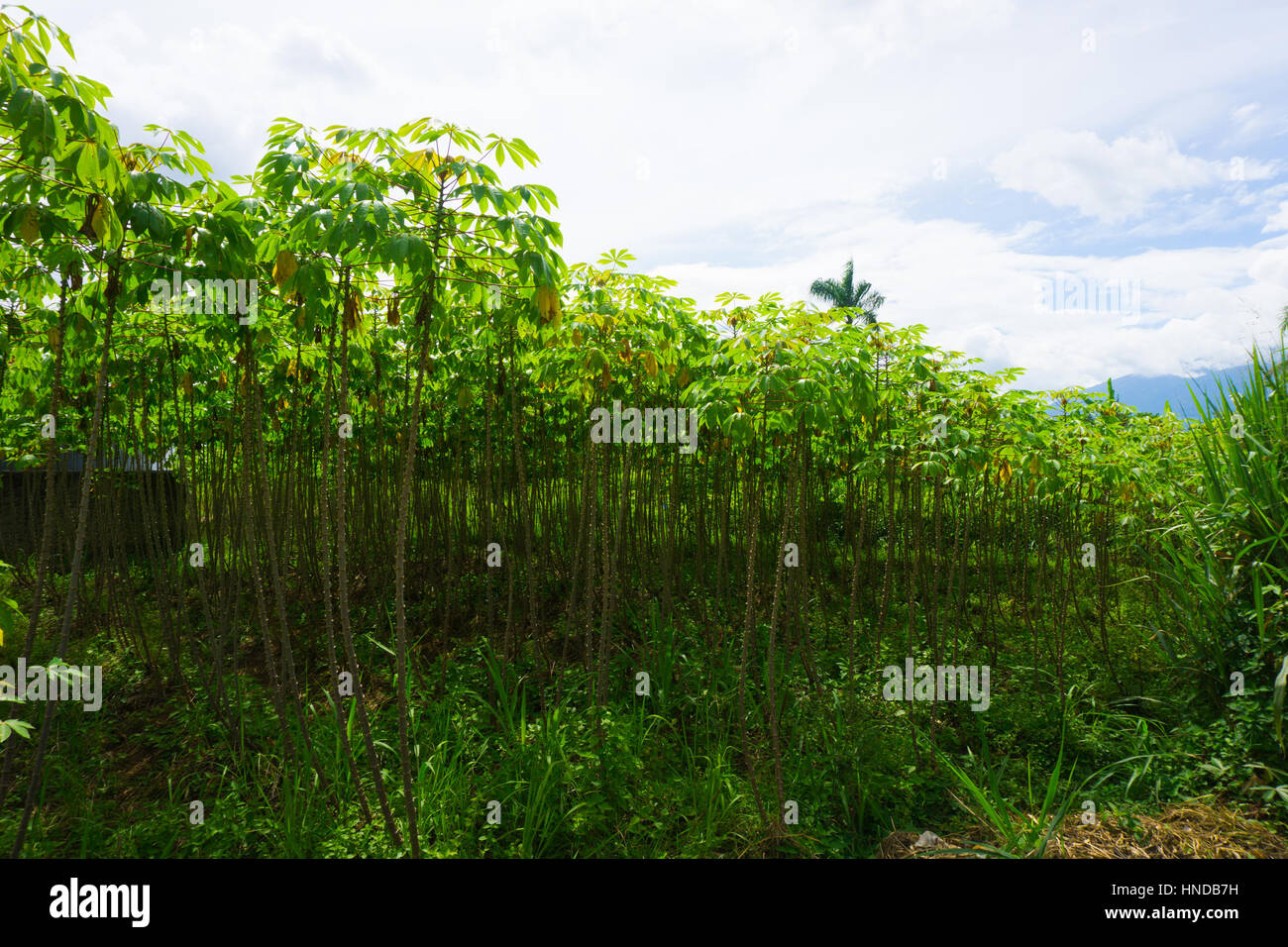 Green garden full of cassava trees and bushes with beautiful cloudy sky ...