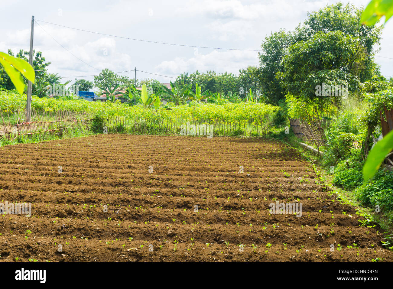 Farm field already fertilized and ready to cultivate with bushes around ...
