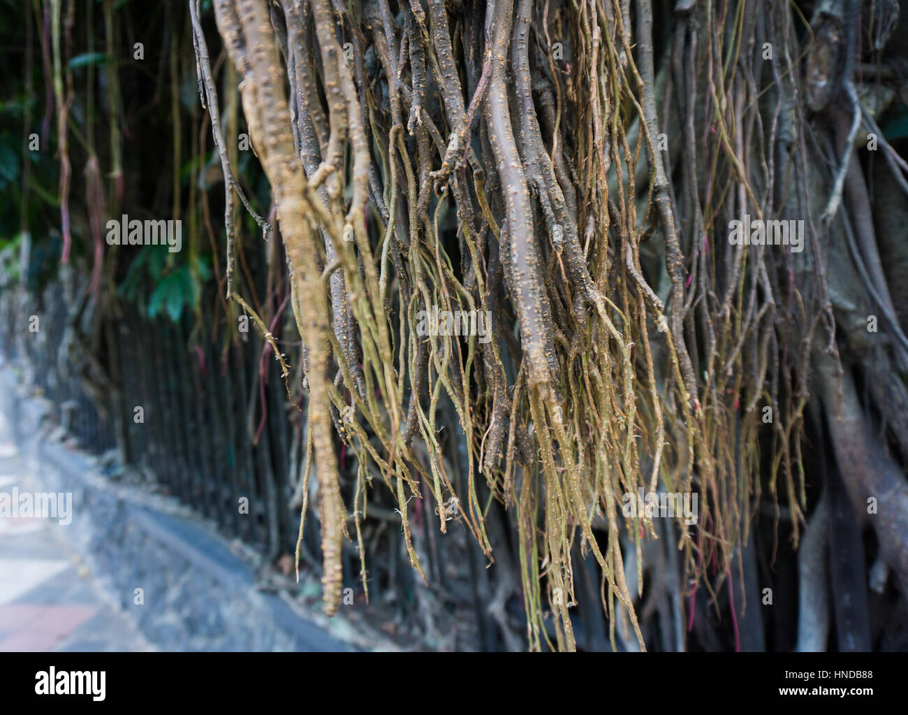 a big old tree with big and long dry roots at kebun raya bogor ...