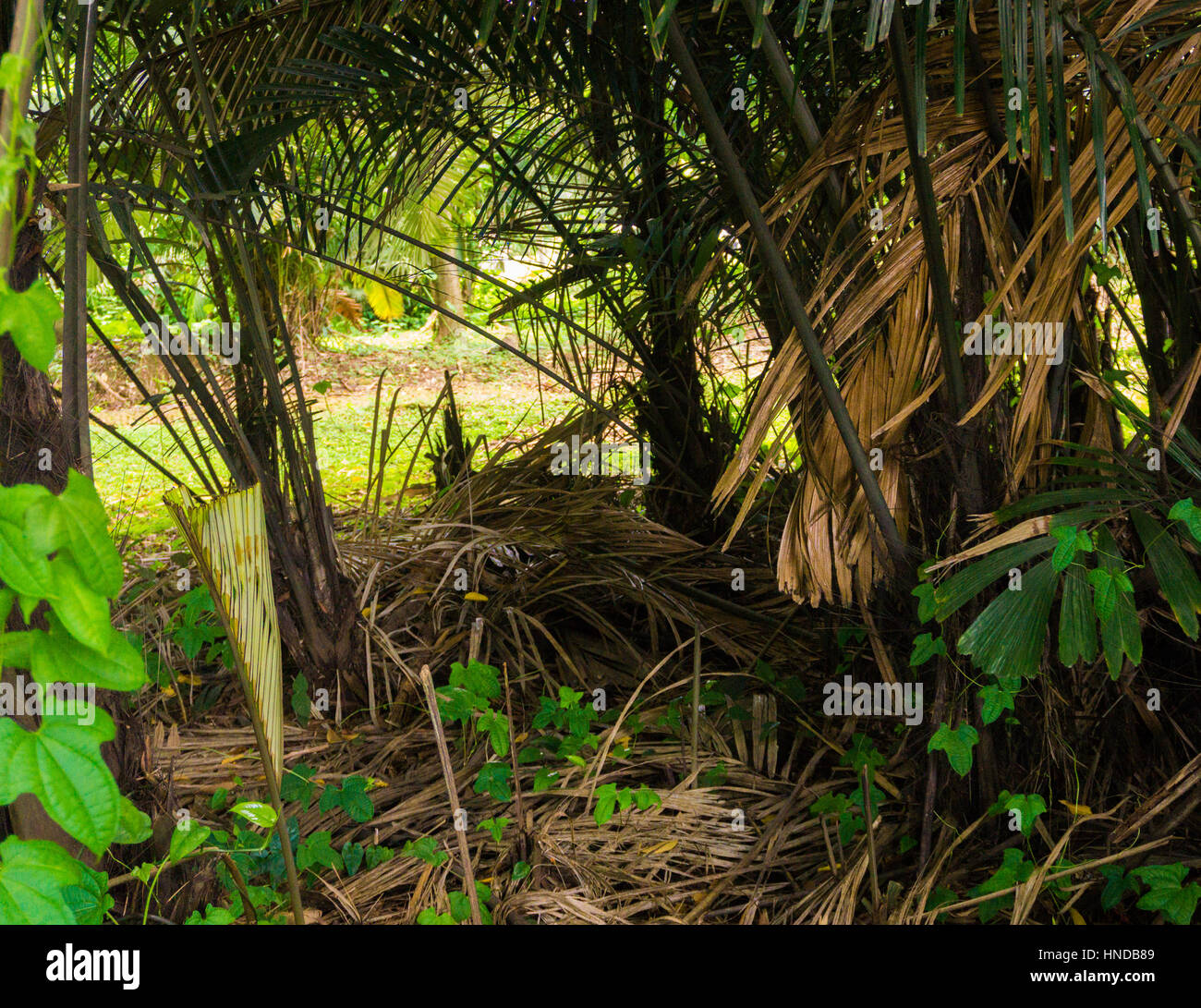 A groove of palm tree some of them already fall and dry photo taken in ...