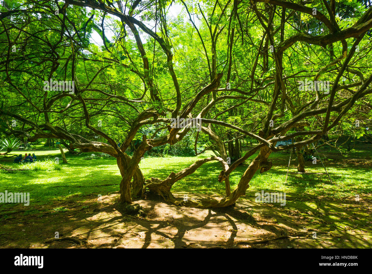 A beautiful tree with long and tiny branches photo taken in kebun raya ...