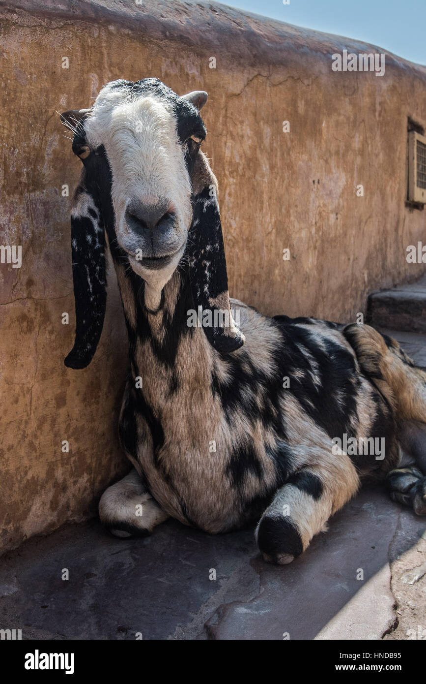 Sitting Goat High Resolution Stock Photography and Images - Alamy