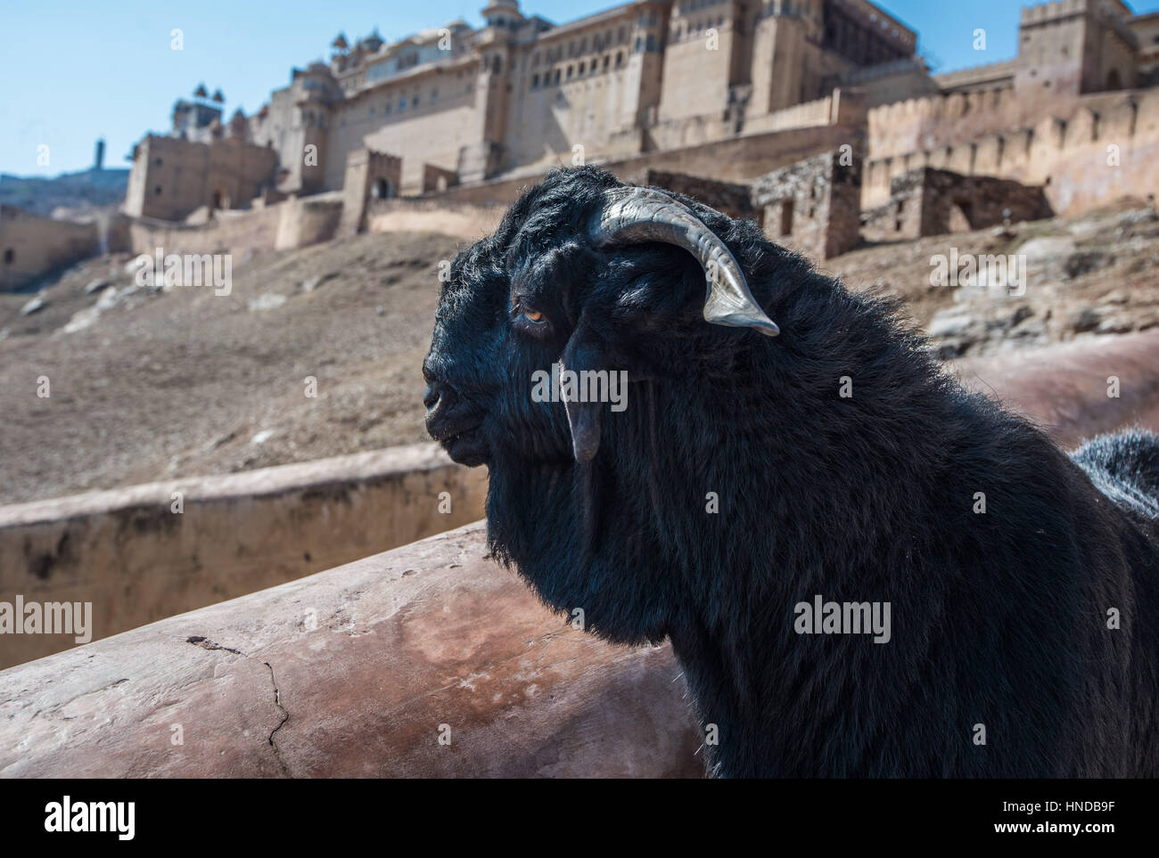 Goat fort hi-res stock photography and images - Alamy