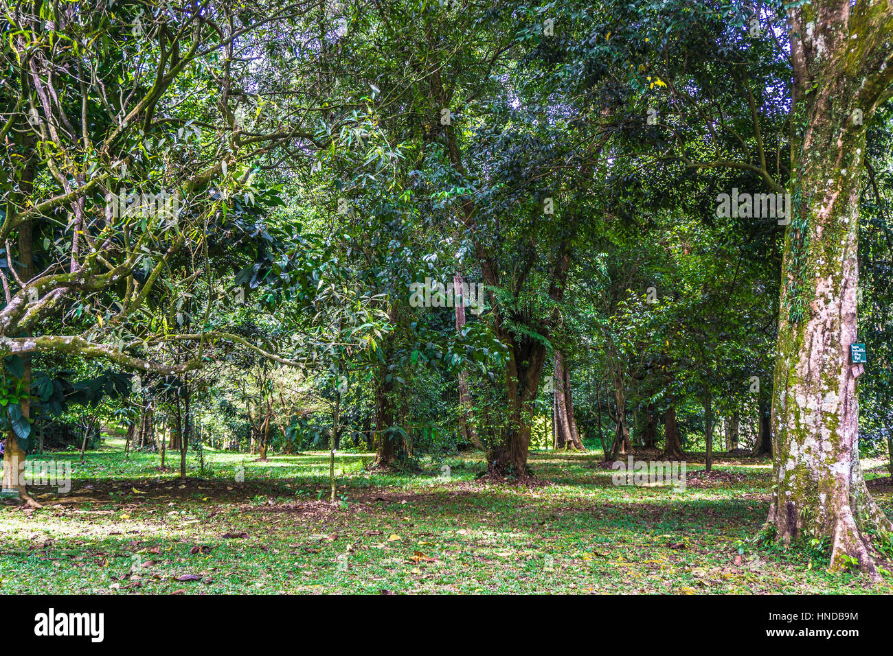 Green garden with old big tree and another green trees with meadow ...