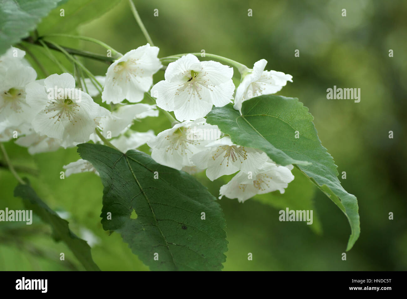 Hoheria hi-res stock photography and images - Alamy