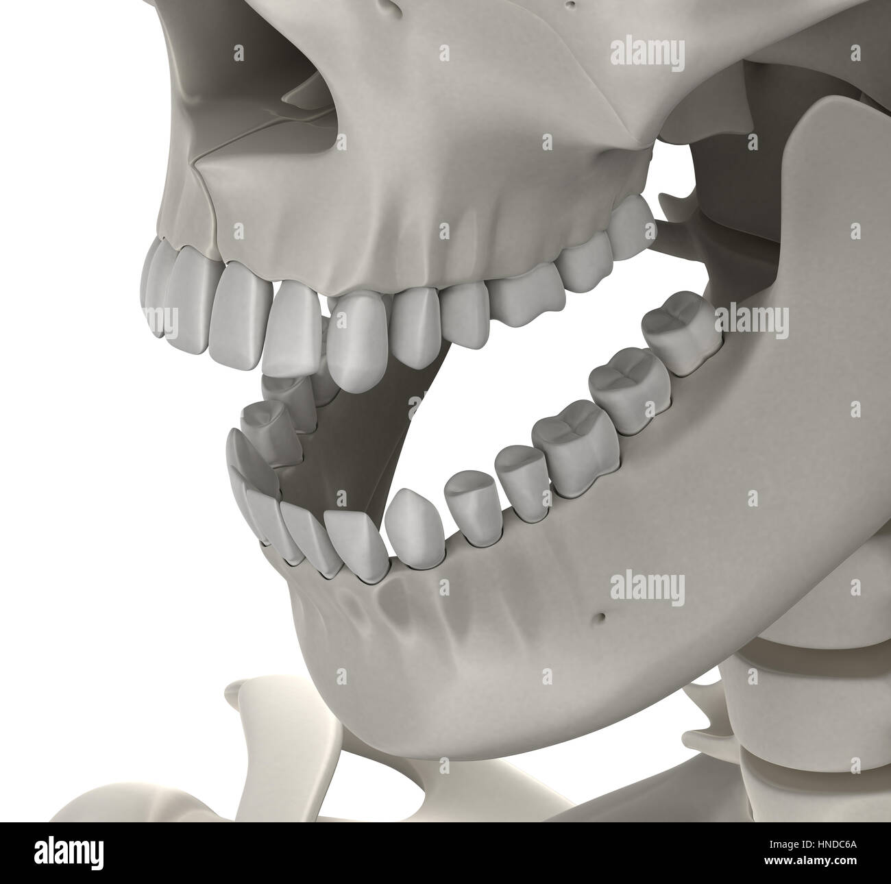 Scary anatomy face hi-res stock photography and images - Alamy