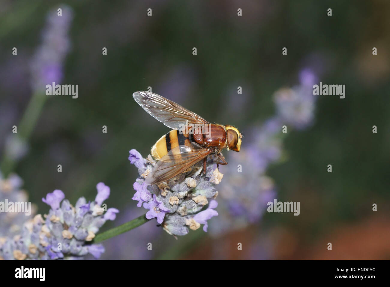 Volucella zonaria hi-res stock photography and images - Alamy