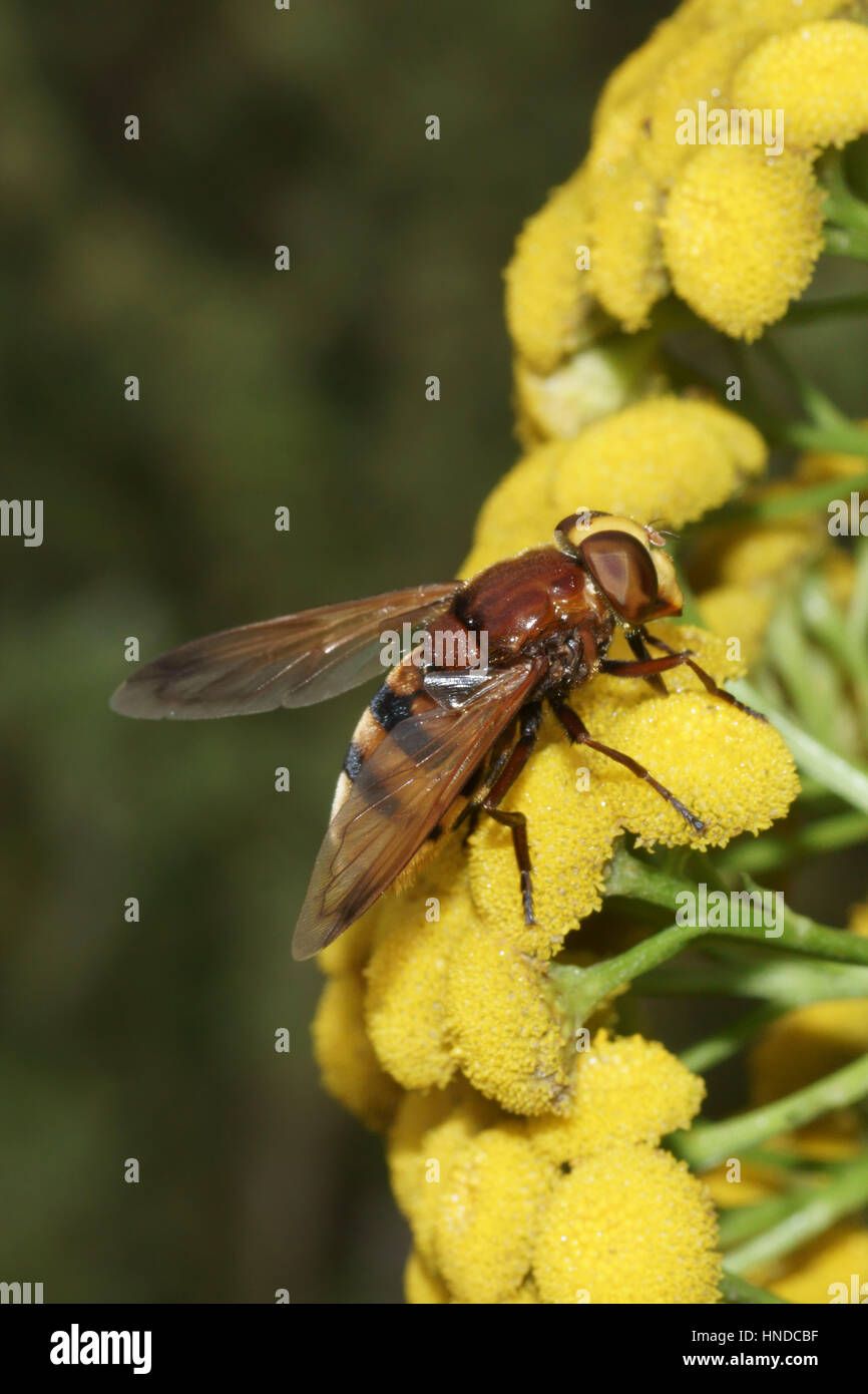 Volucella zonaria hi-res stock photography and images - Alamy