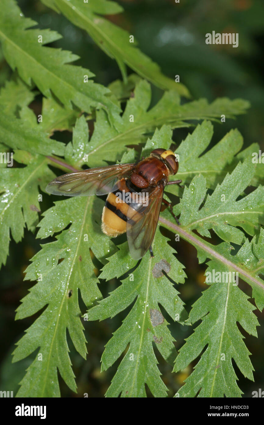 Volucella zonaria hi-res stock photography and images - Alamy