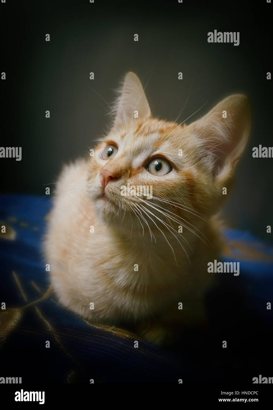 Pursing hi-res stock photography and images - Alamy