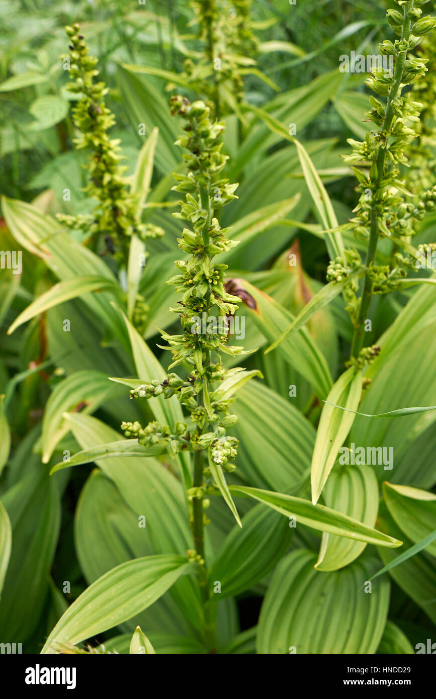 Veratrum viride nature hi-res stock photography and images - Alamy