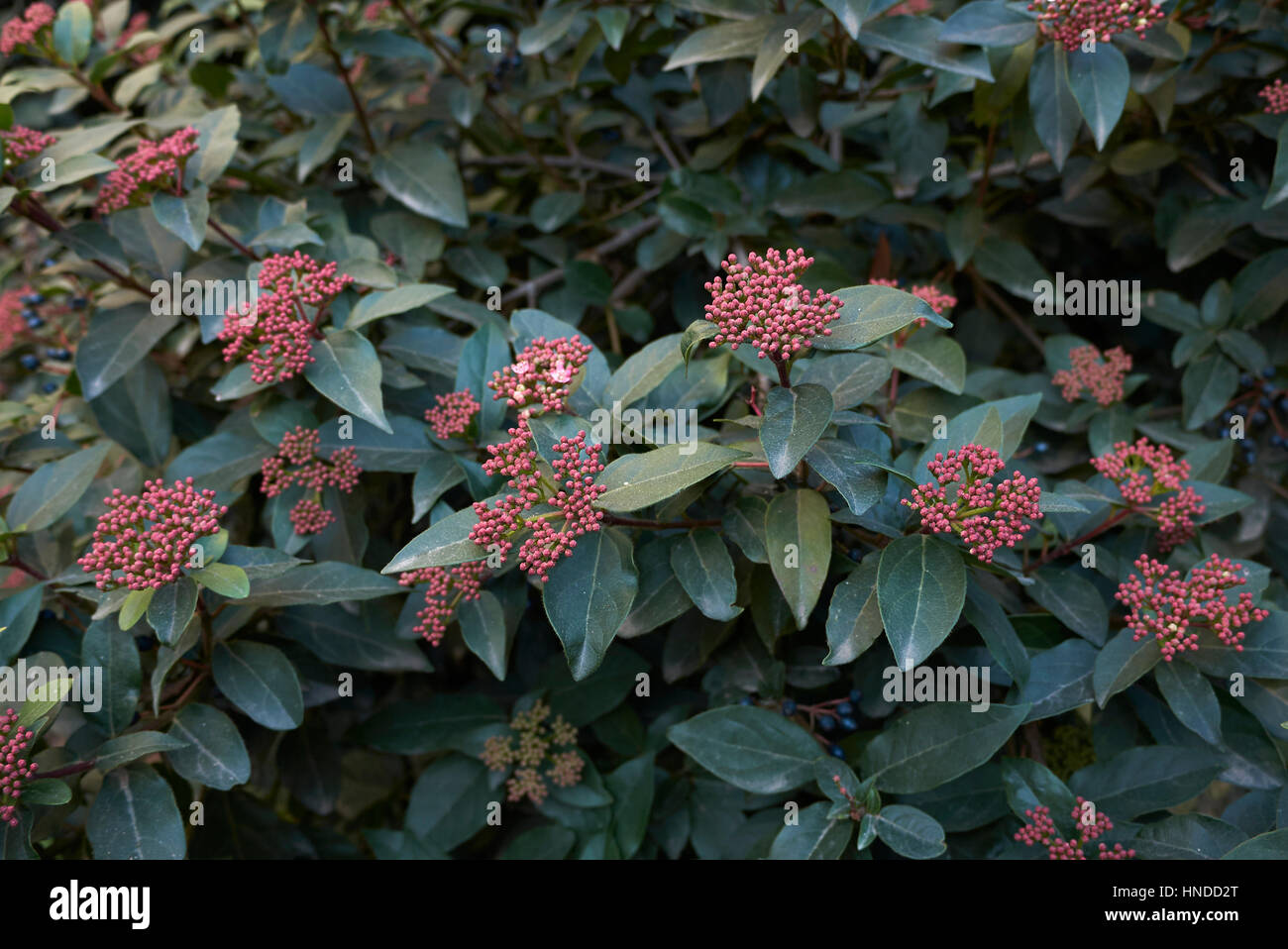 Viburnum tinus hi-res stock photography and images - Alamy