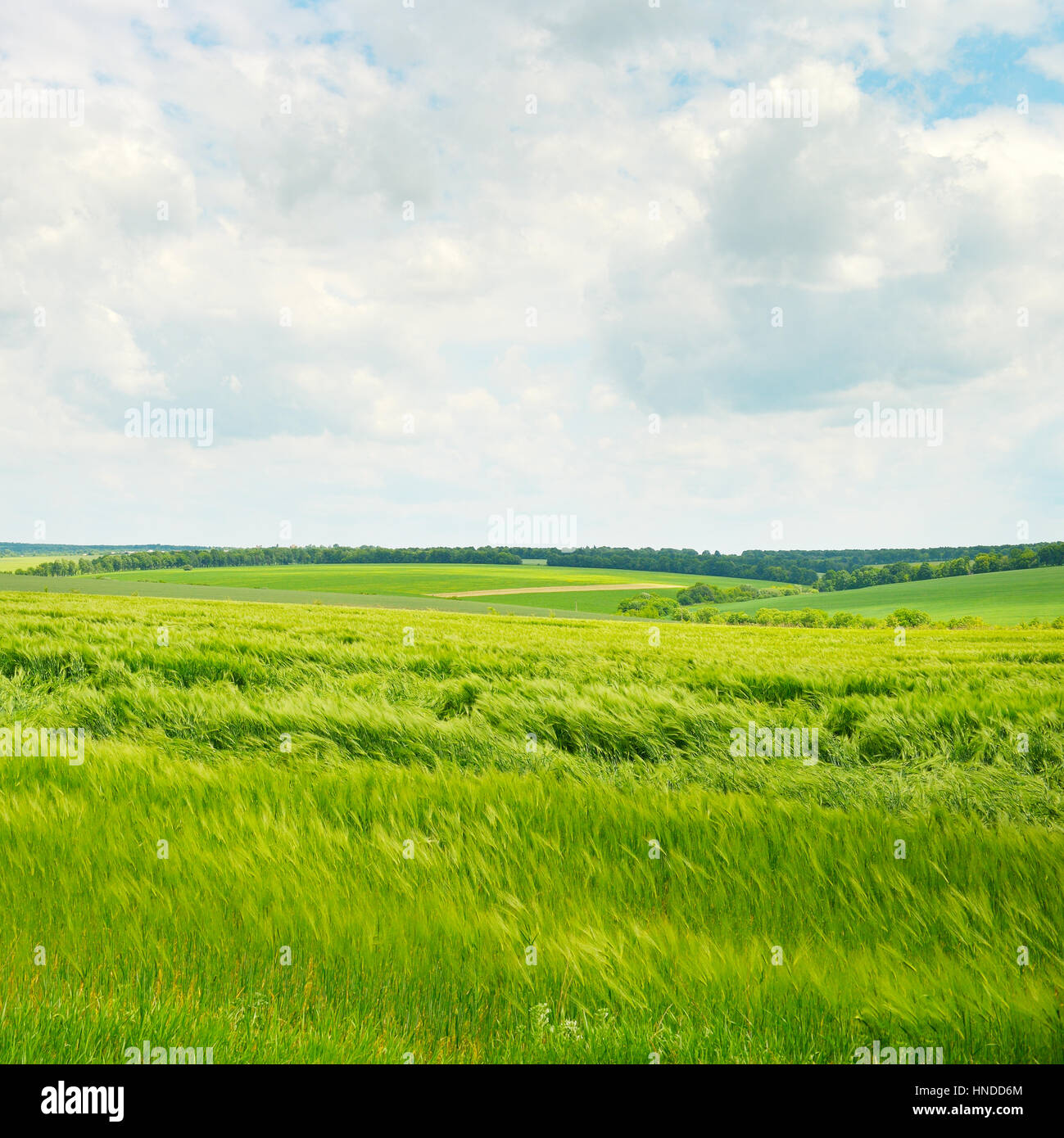 green wheat field and blue cloudy sky Stock Photo - Alamy