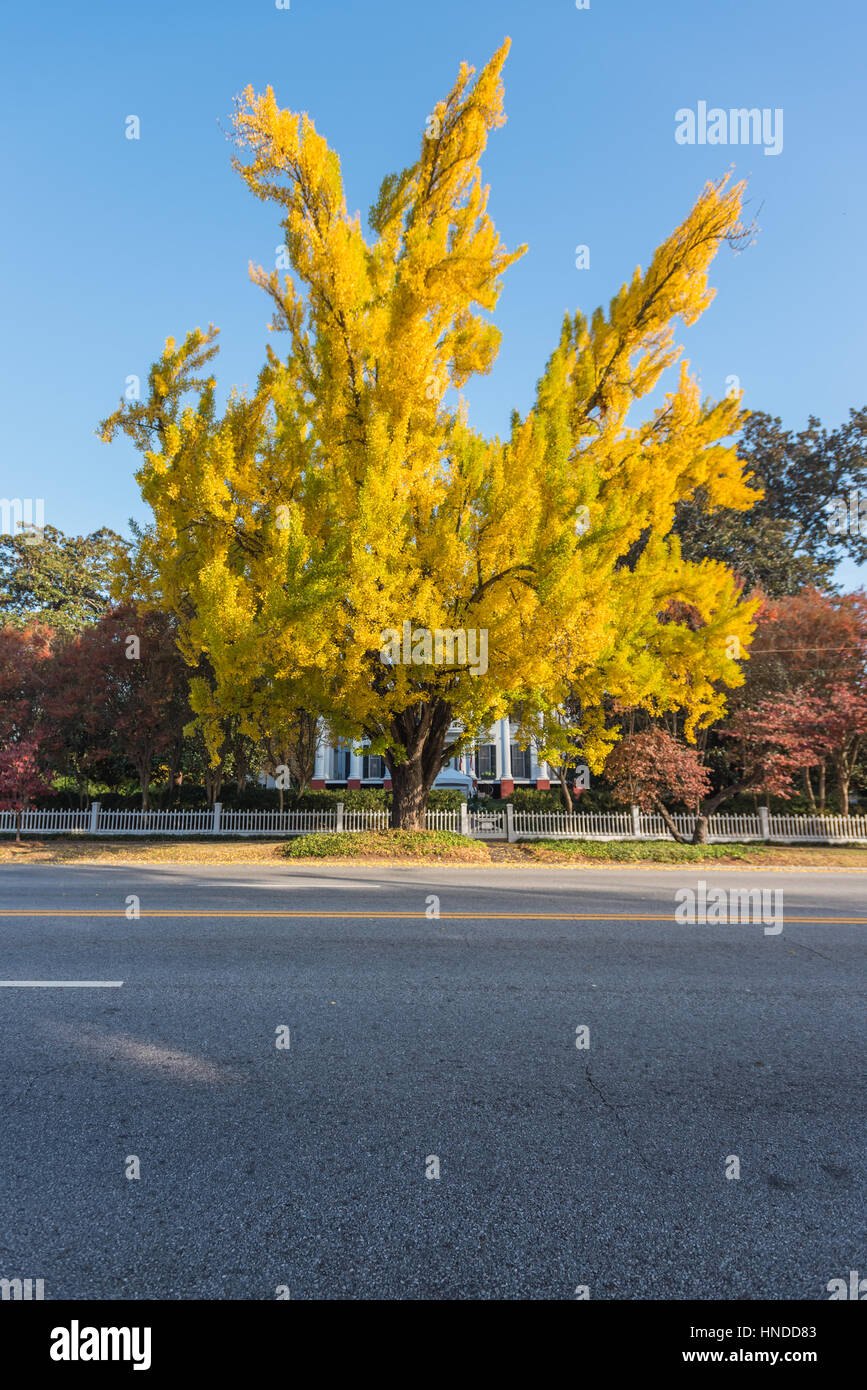 Yellow Ginkgo Tree Across Street turning colors in fall Stock Photo - Alamy