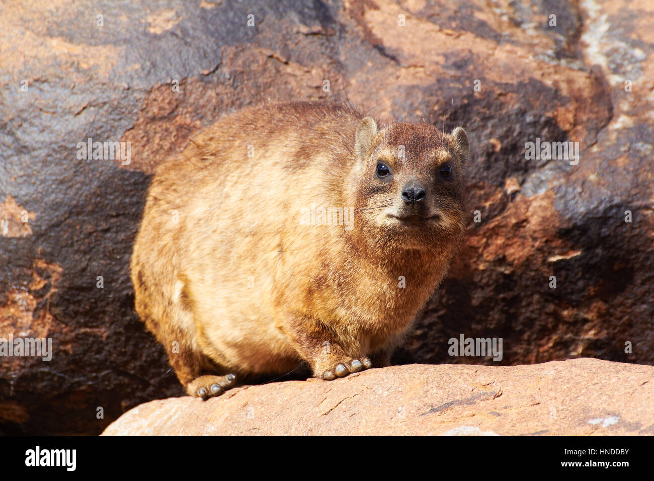 Dassie Portrait, Namibia Stock Photo - Alamy
