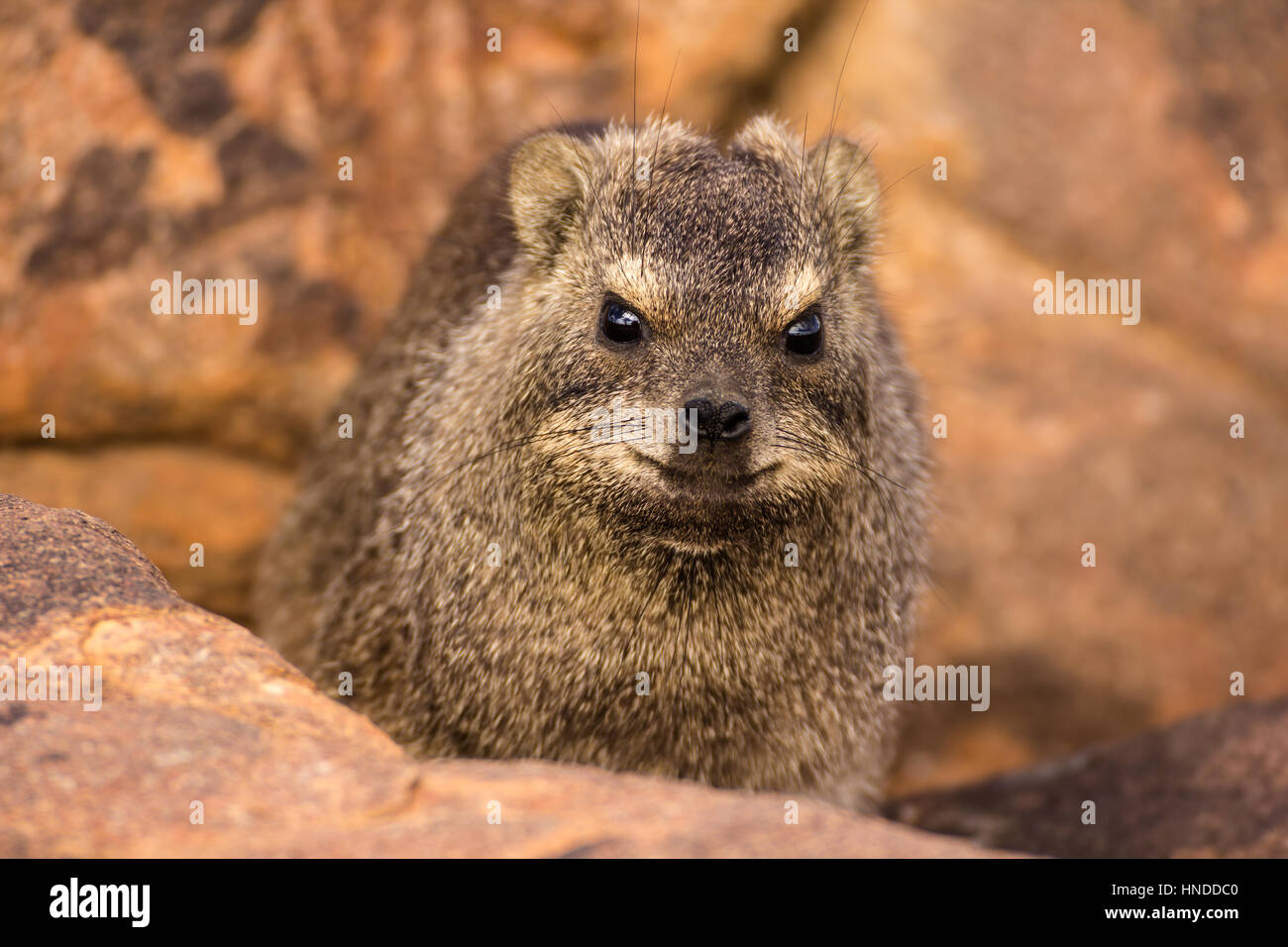 African rock dassies hi-res stock photography and images - Alamy