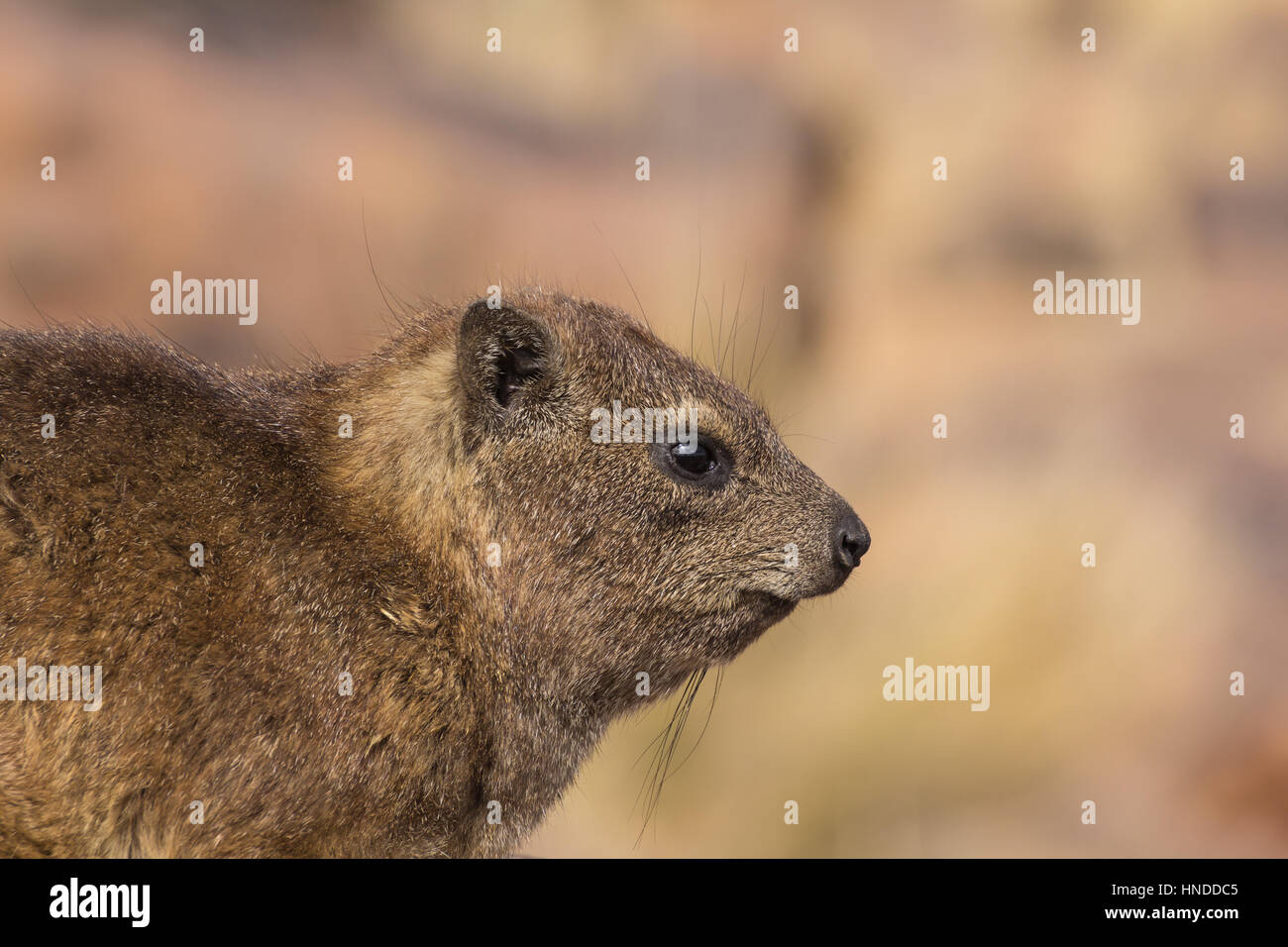 Dassie Portrait, Namibia Stock Photo - Alamy
