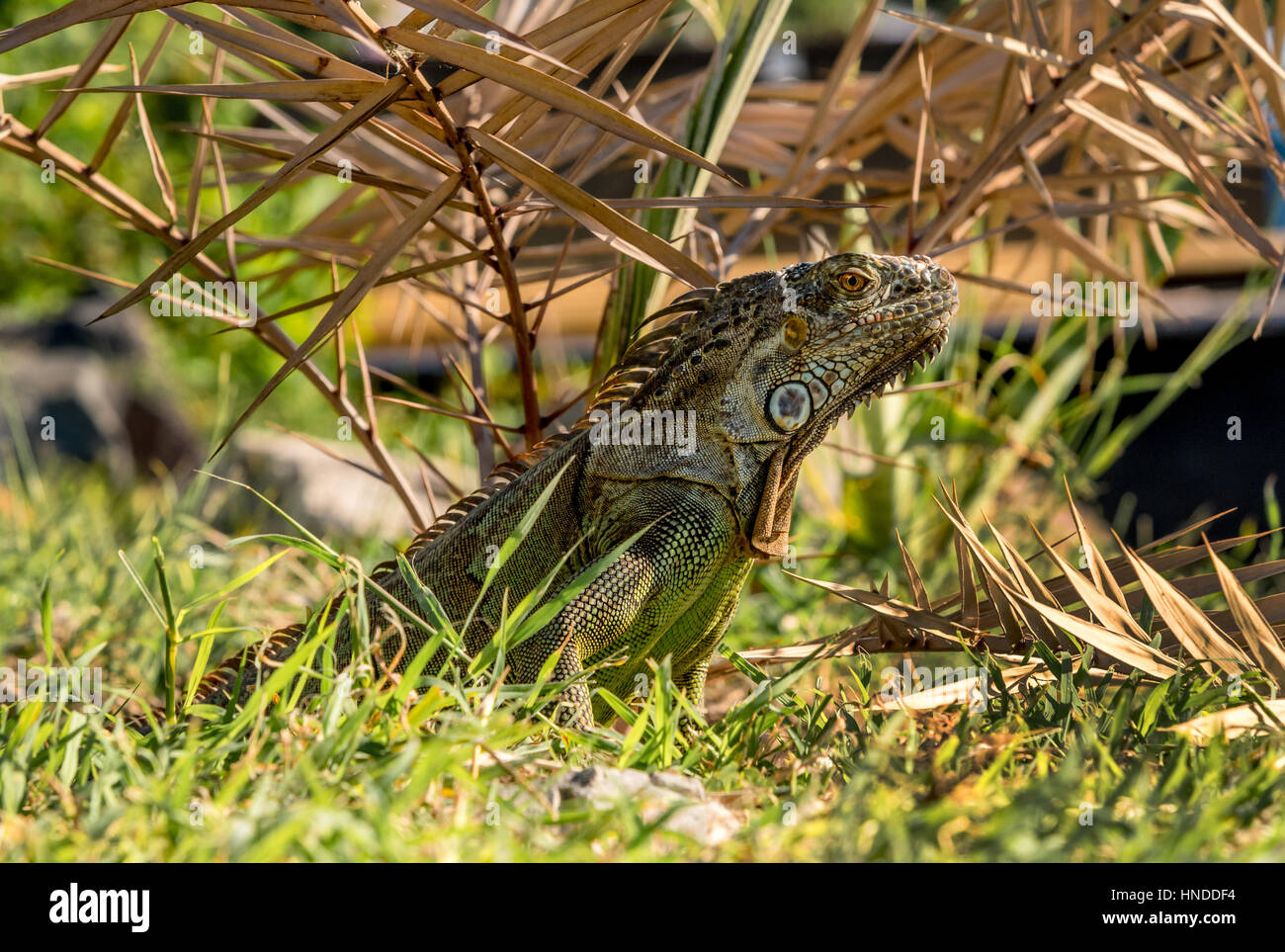 Iguana Iguana Dewlap High Resolution Stock Photography and Images - Alamy