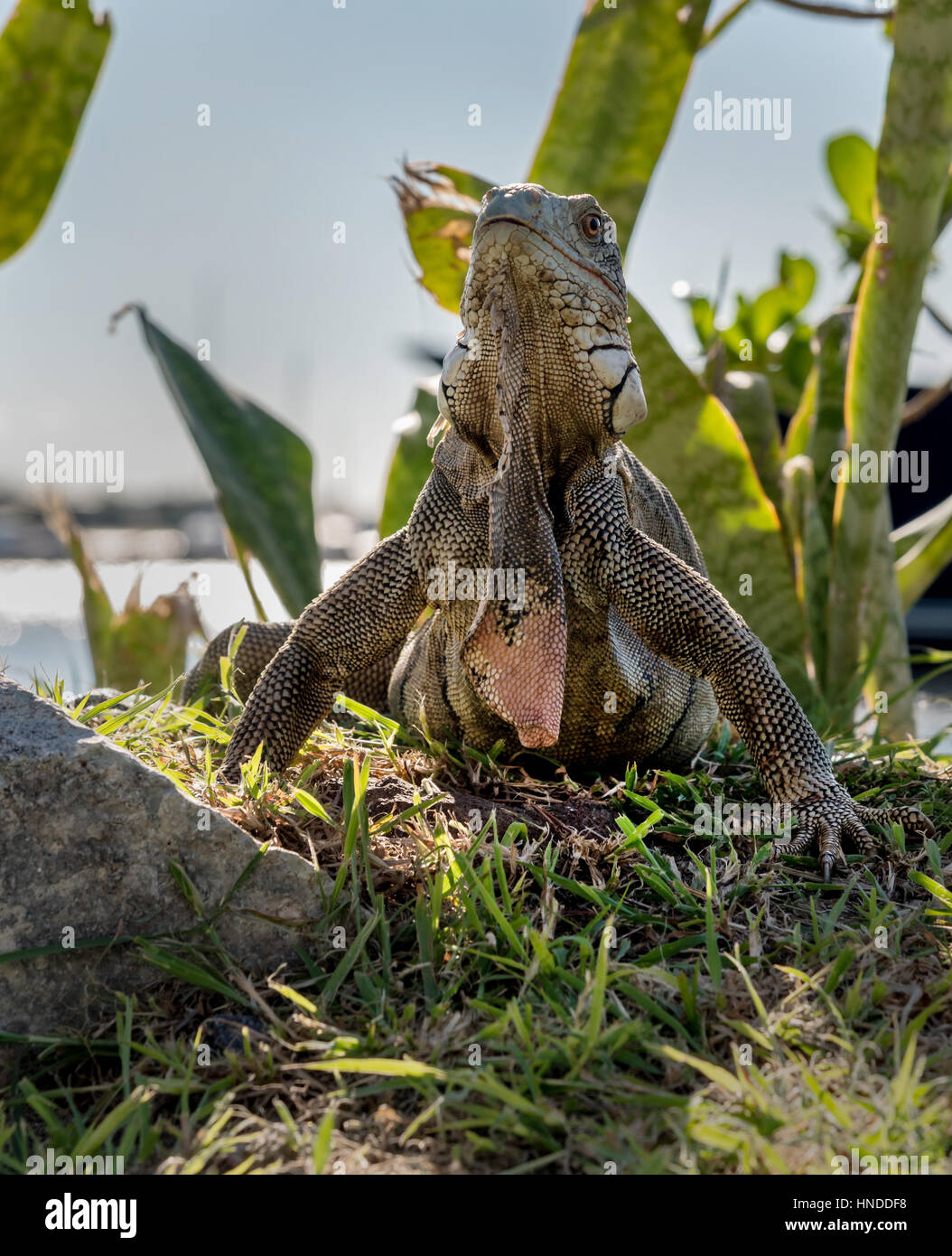 Wild Iguana, St. Martin (Saint Maarten), West Indies Stock Photo - Alamy