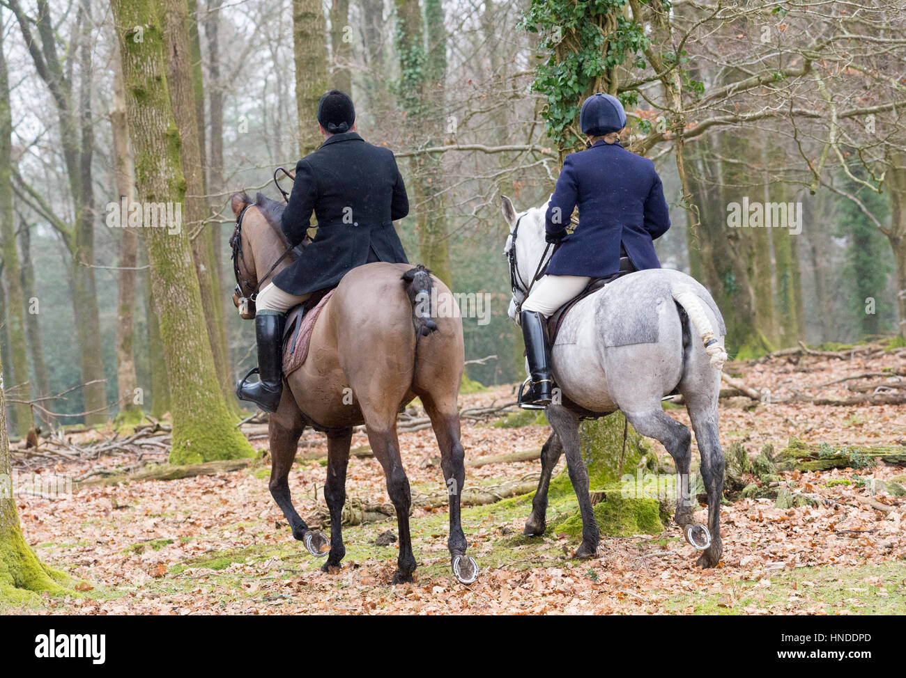 Trail hunting in the New Forest, Hampshire, UK. No foxes chase, just a ...