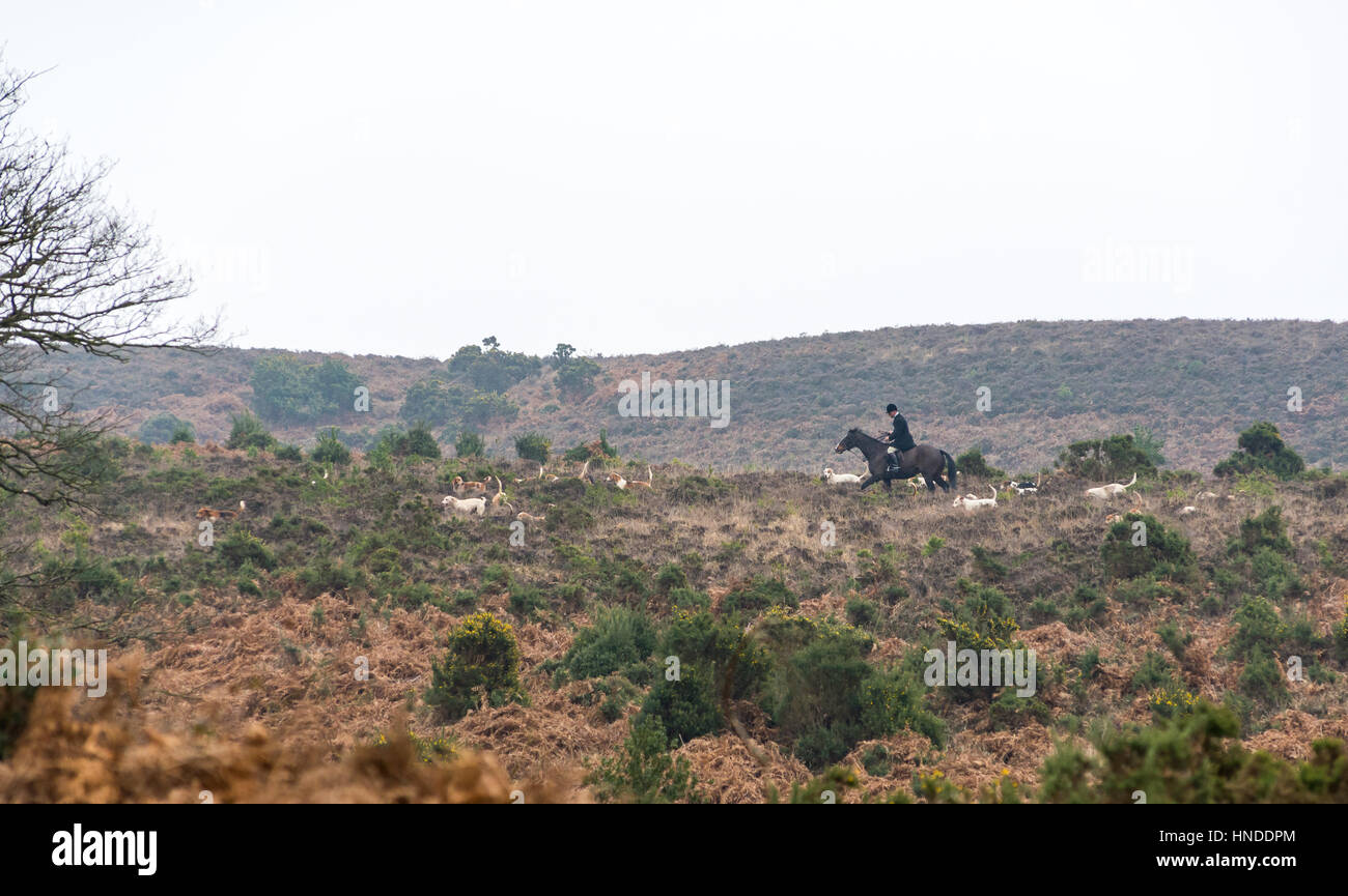 English hunting horse hi-res stock photography and images - Alamy