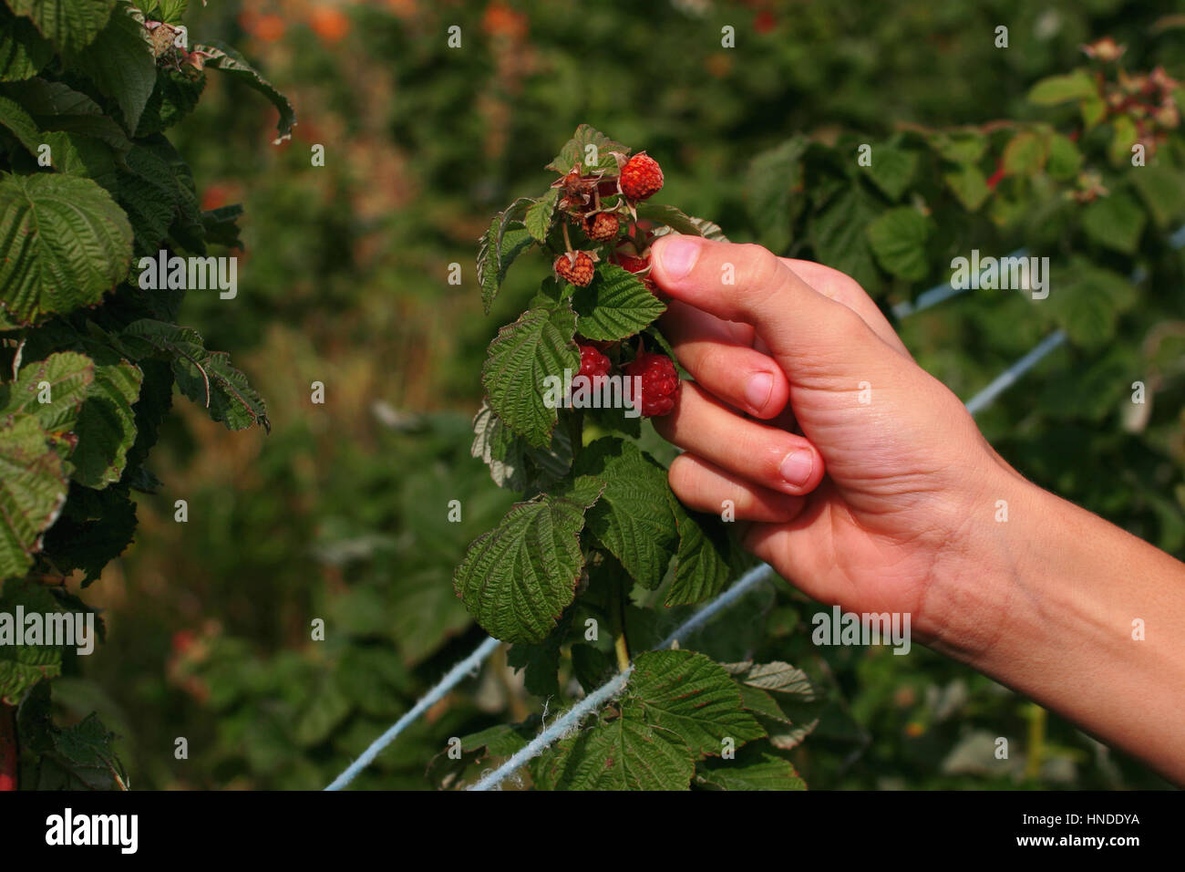 Picking a raspberry Stock Photo - Alamy
