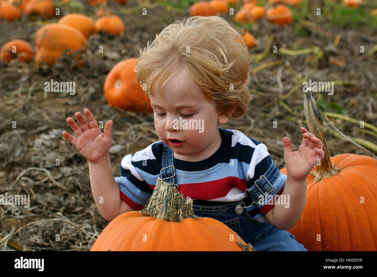 a young boy in a pumpkin patch Stock Photo - Alamy