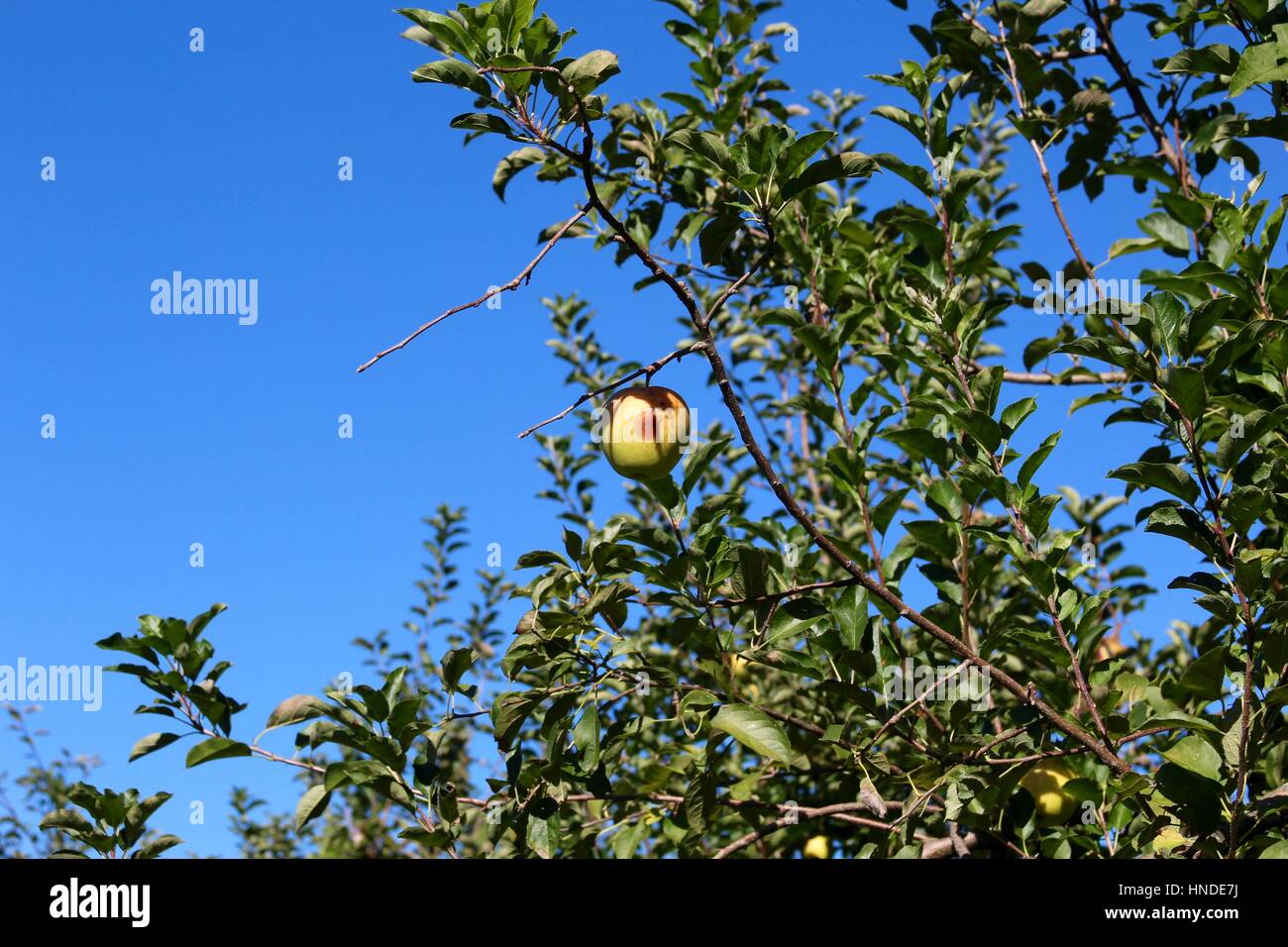 The bruised green apple on the tree Stock Photo - Alamy