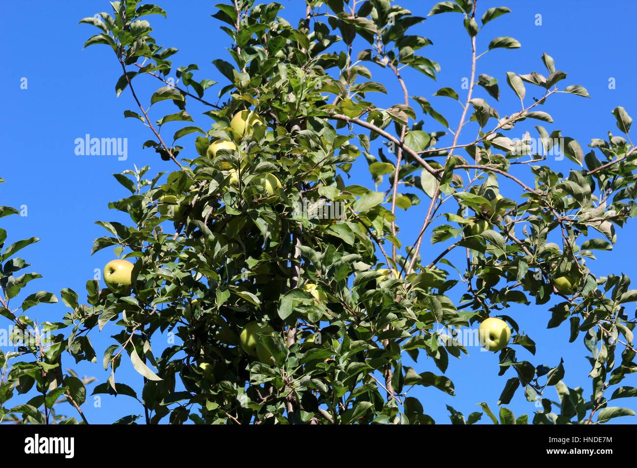 The bruised green apple on the tree Stock Photo - Alamy