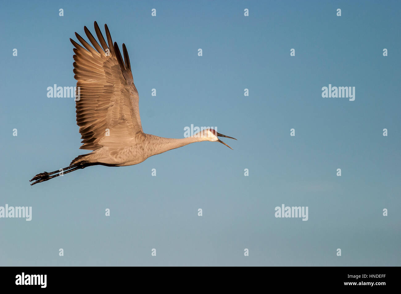 Sandhill crane flying with open beak with blue sky Stock Photo - Alamy