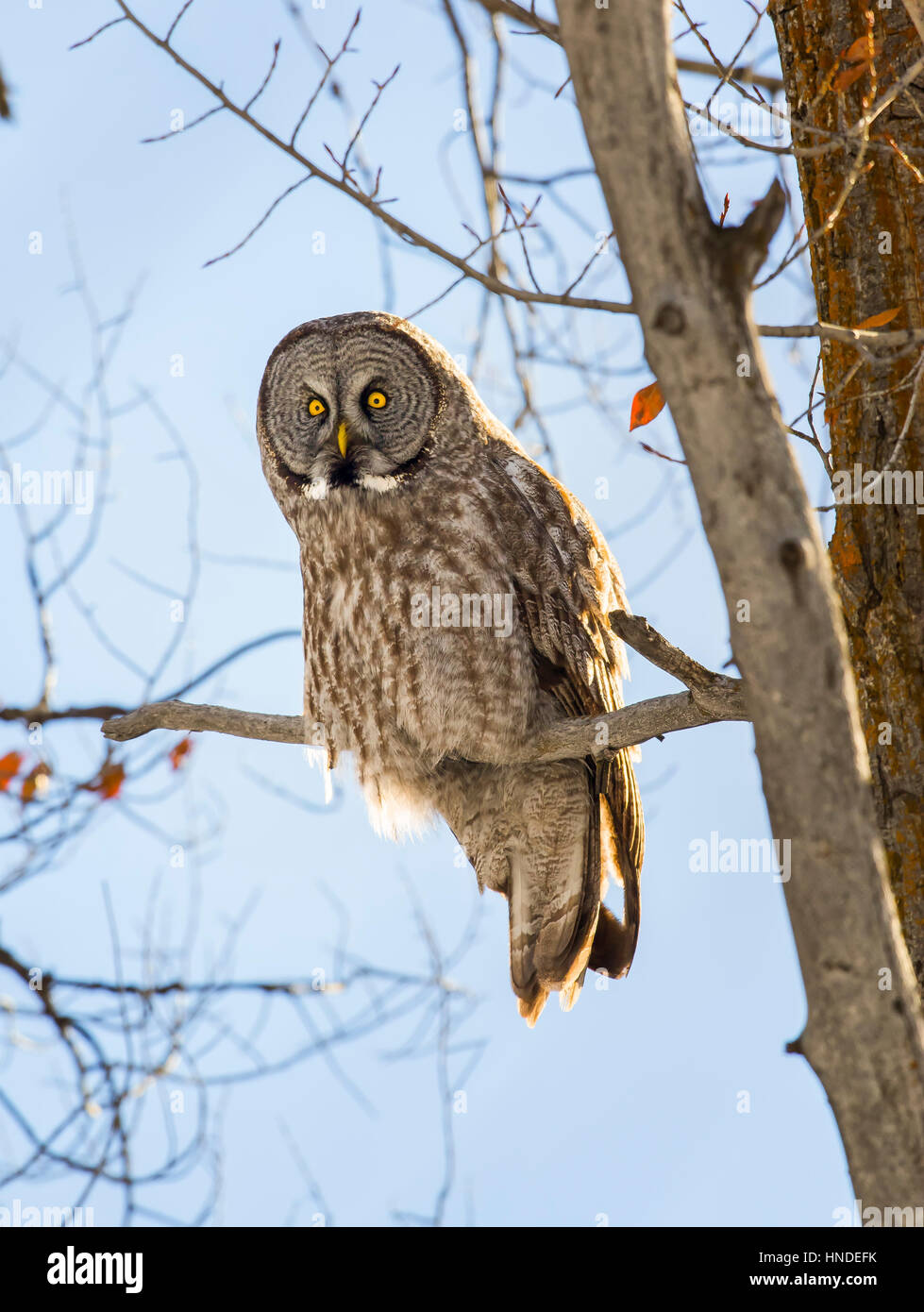 Great grey owl on cottonwood tree with blue sky background in middle of ...