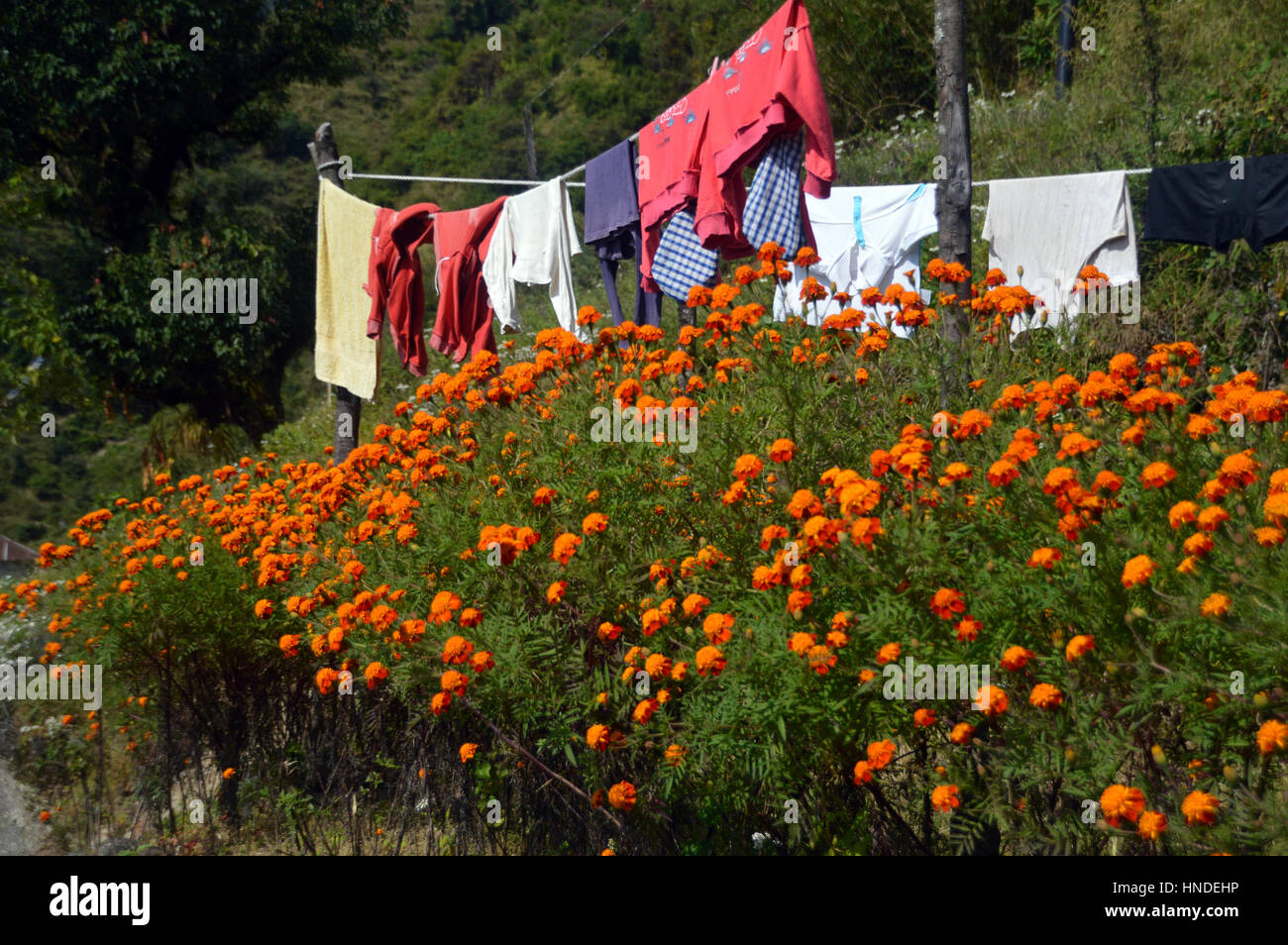 Marigolds with Washing Hung out to Dry Outside in a Garden in the Khola ...