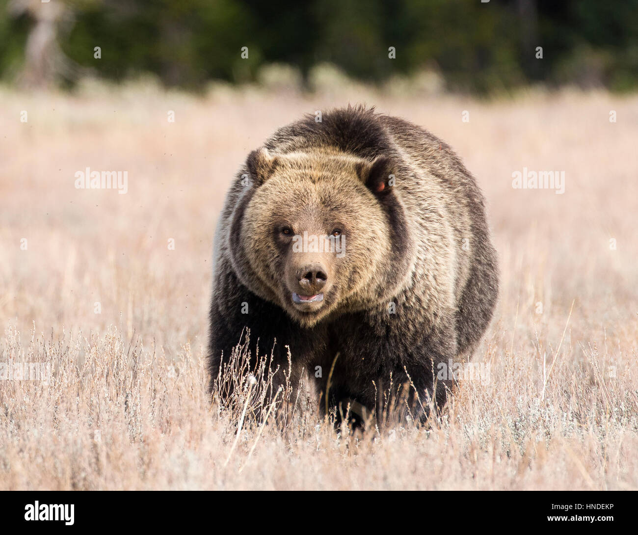 Grizzly bear, front view, in deep grass Stock Photo - Alamy