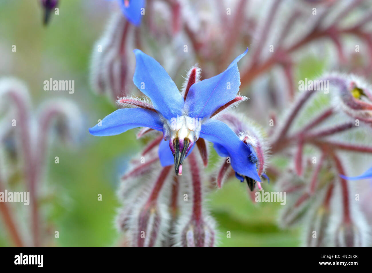 Close up of borage (Borago officinalis Stock Photo - Alamy