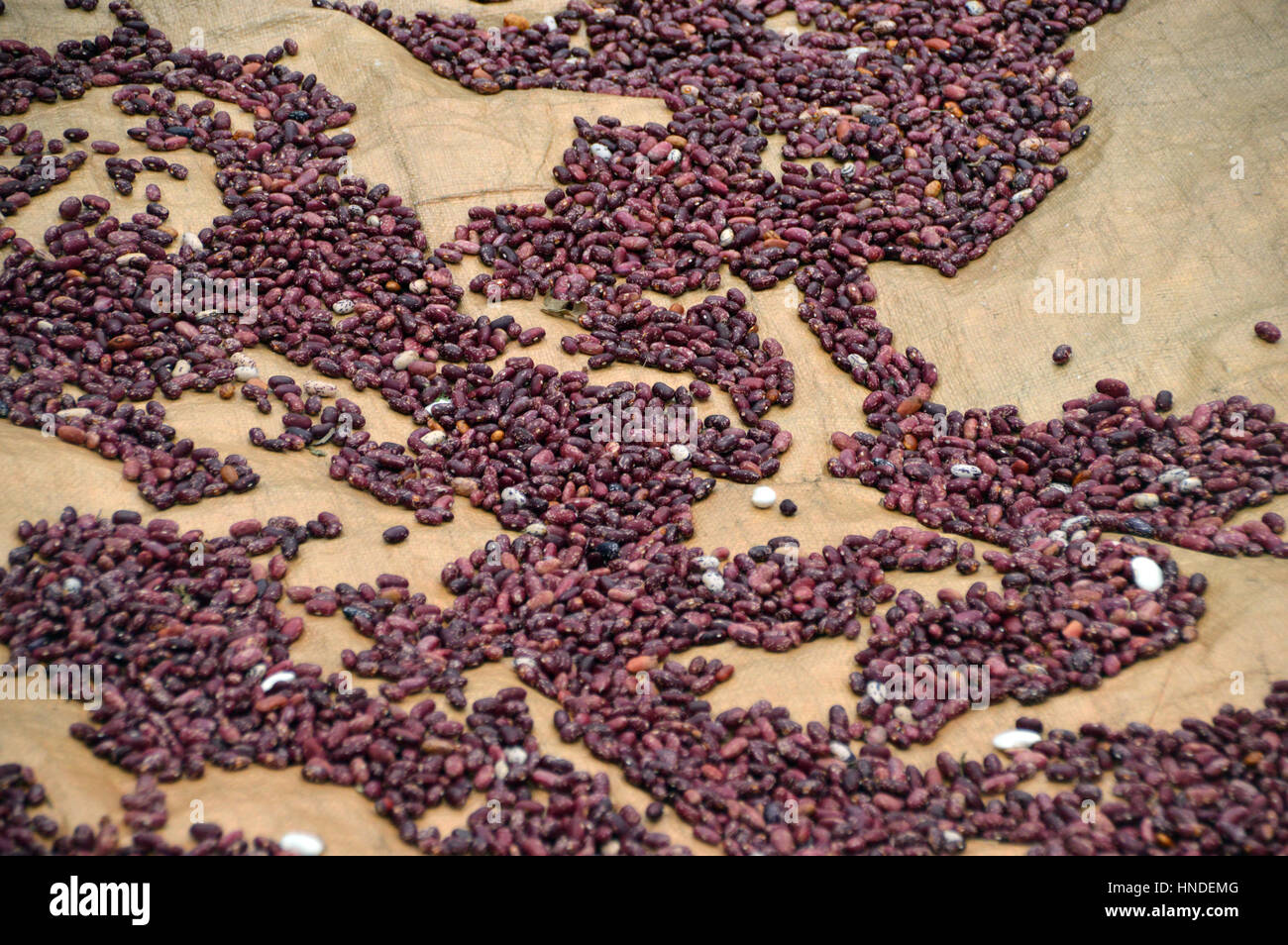 Borlotti Beans Drying on a Mat in the Sunshine Outside a Farm House in ...
