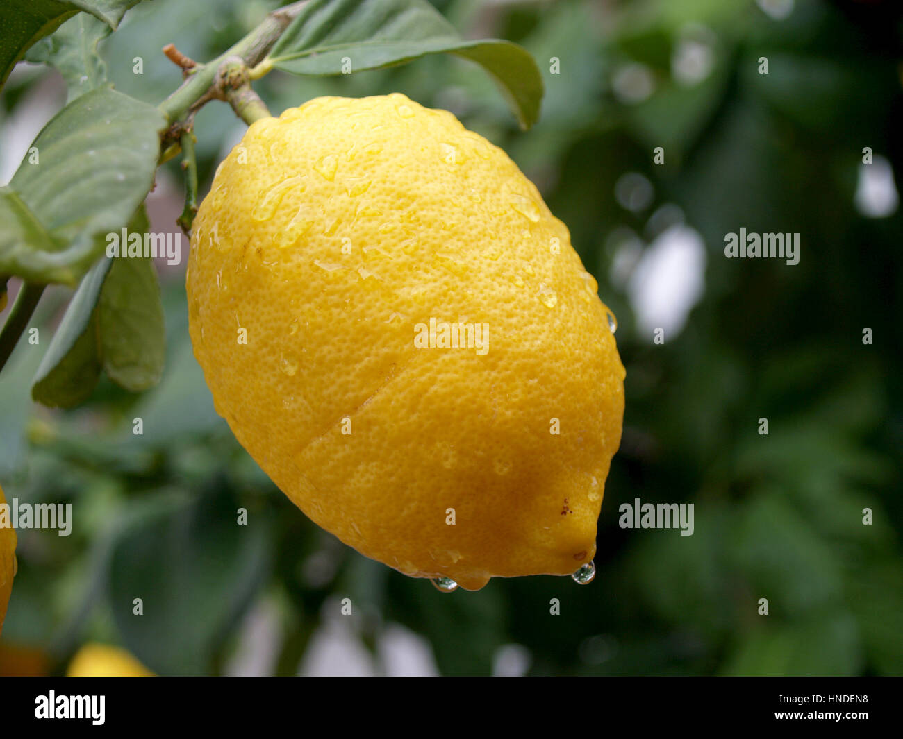 Standard lemon tree hi-res stock photography and images - Alamy