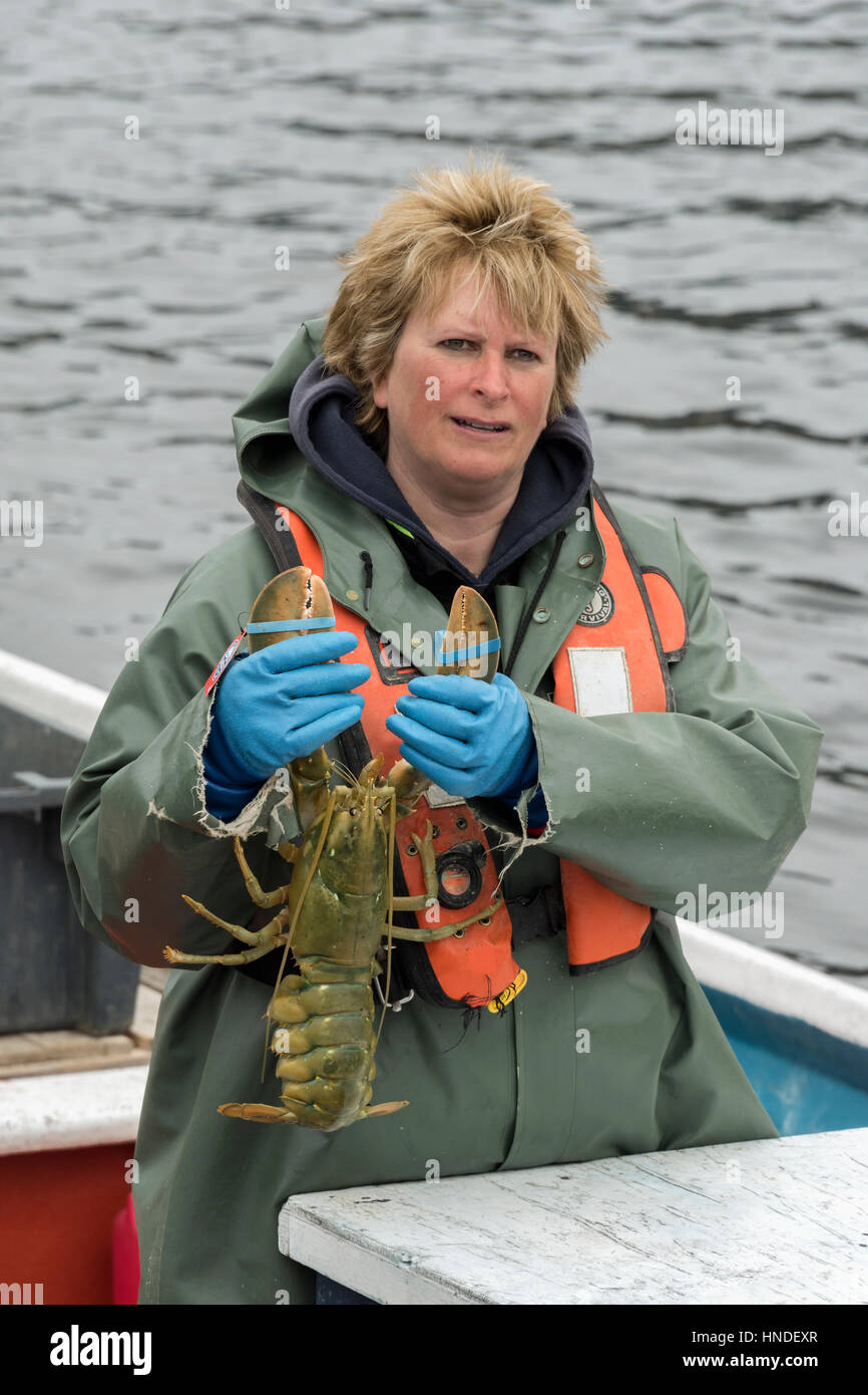 Portrait of a lobster fisher with her rare green lobster, Trout River ...