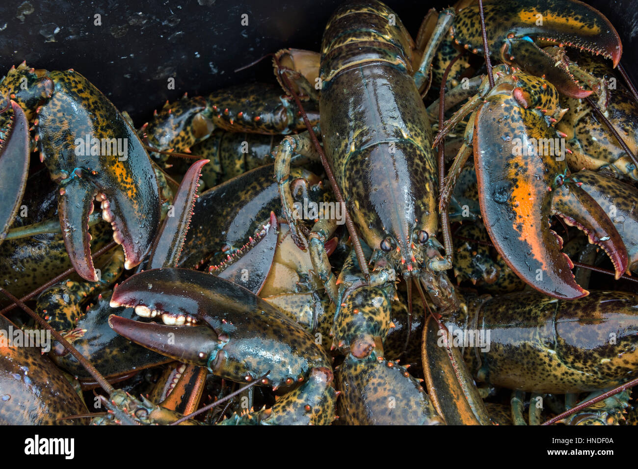 Catch Of The Day Lobster High Resolution Stock Photography and Images ...
