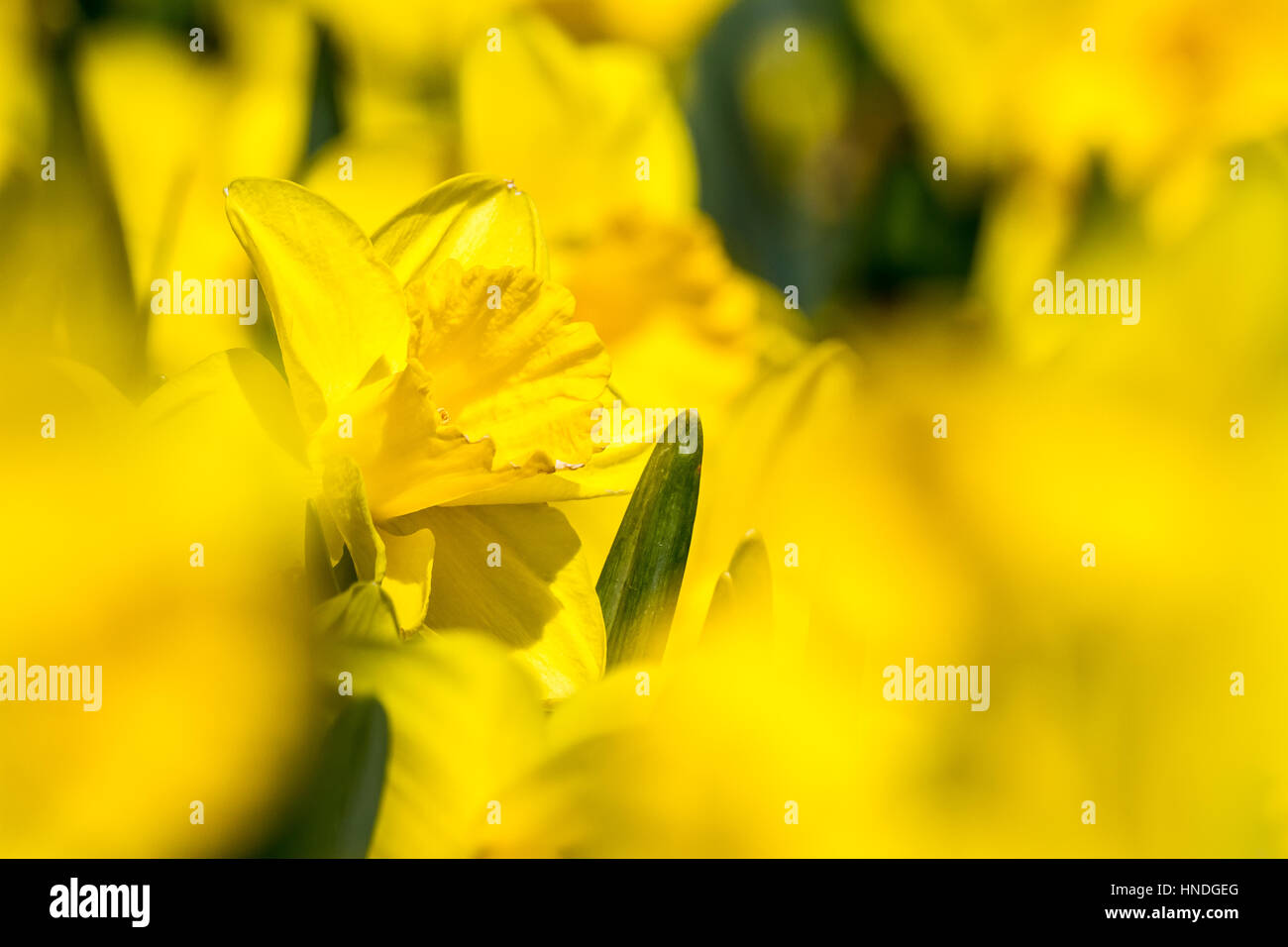 field full of yellow daffodils in Netherlands Stock Photo - Alamy